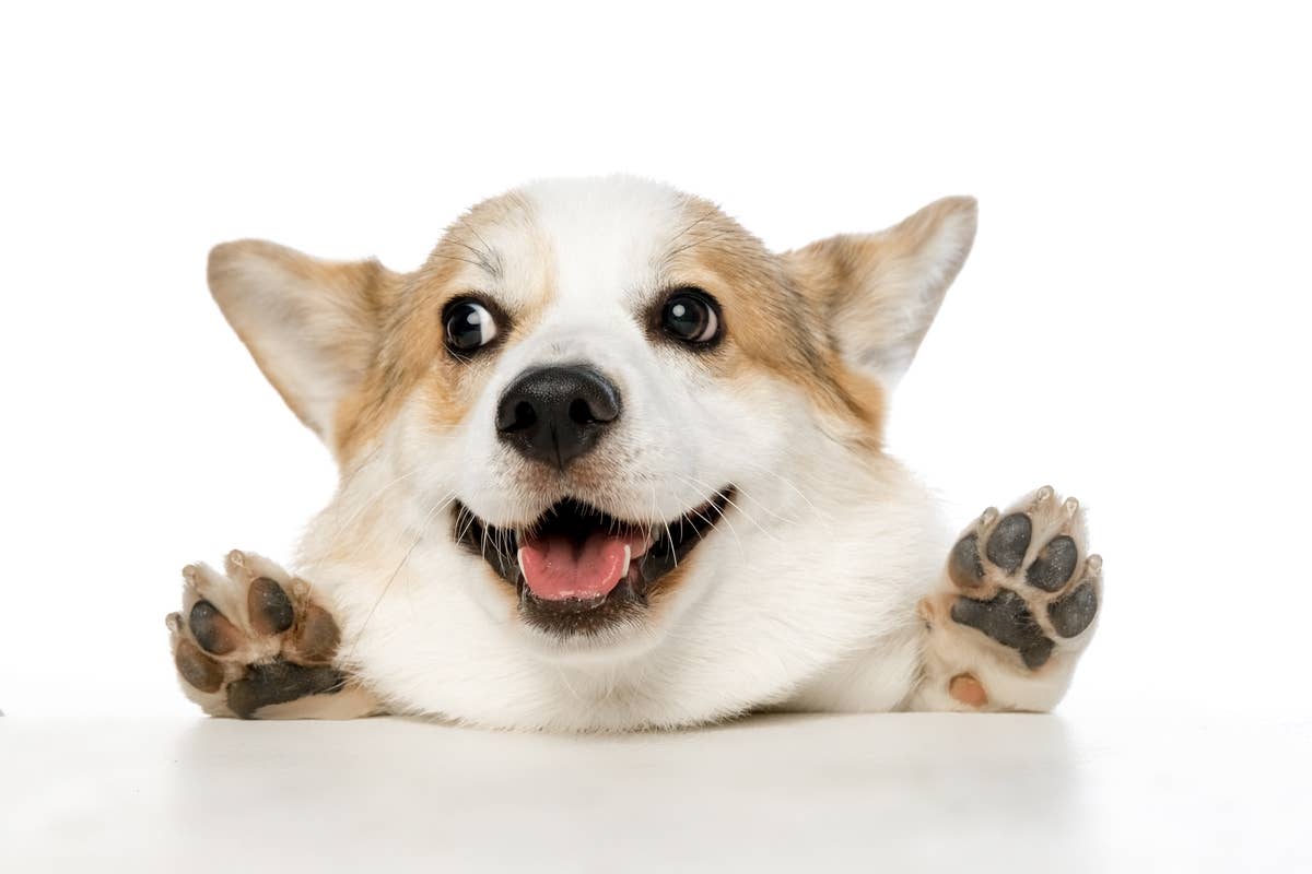 Corgi's Funny Little Dance Upon Seeing Their Human Gives Total 'Looney ...
