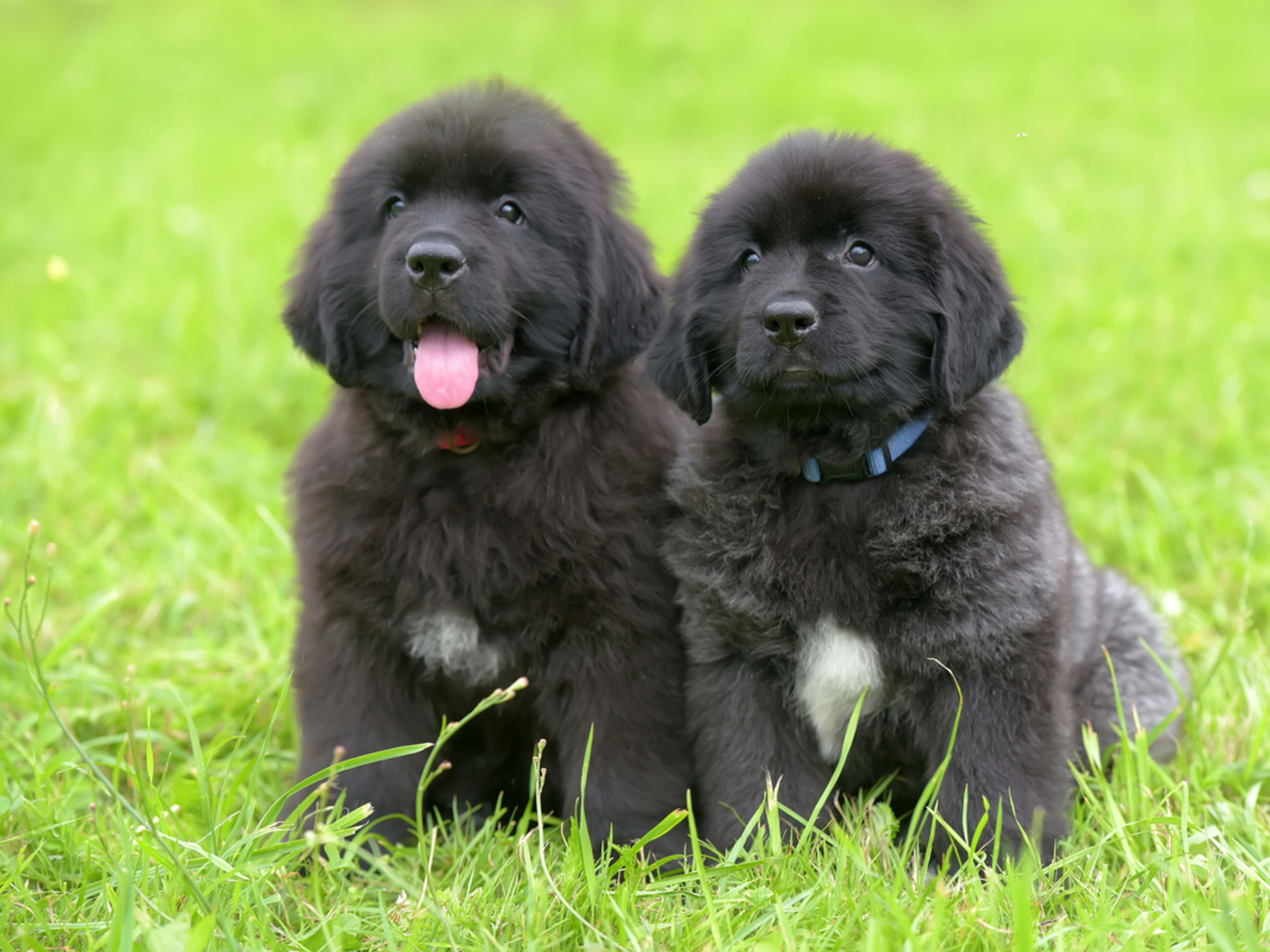 Unenthused Newfoundland Puppies’ Agility Skills Are Giving Major ‘Nope ...