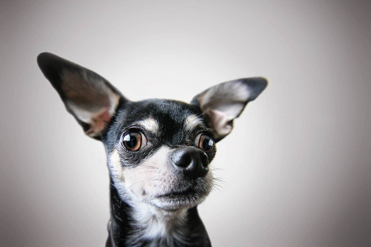Tiny Chihuahua’s Precious Home Depot Apron Makes Him the Cutest Mascot ...