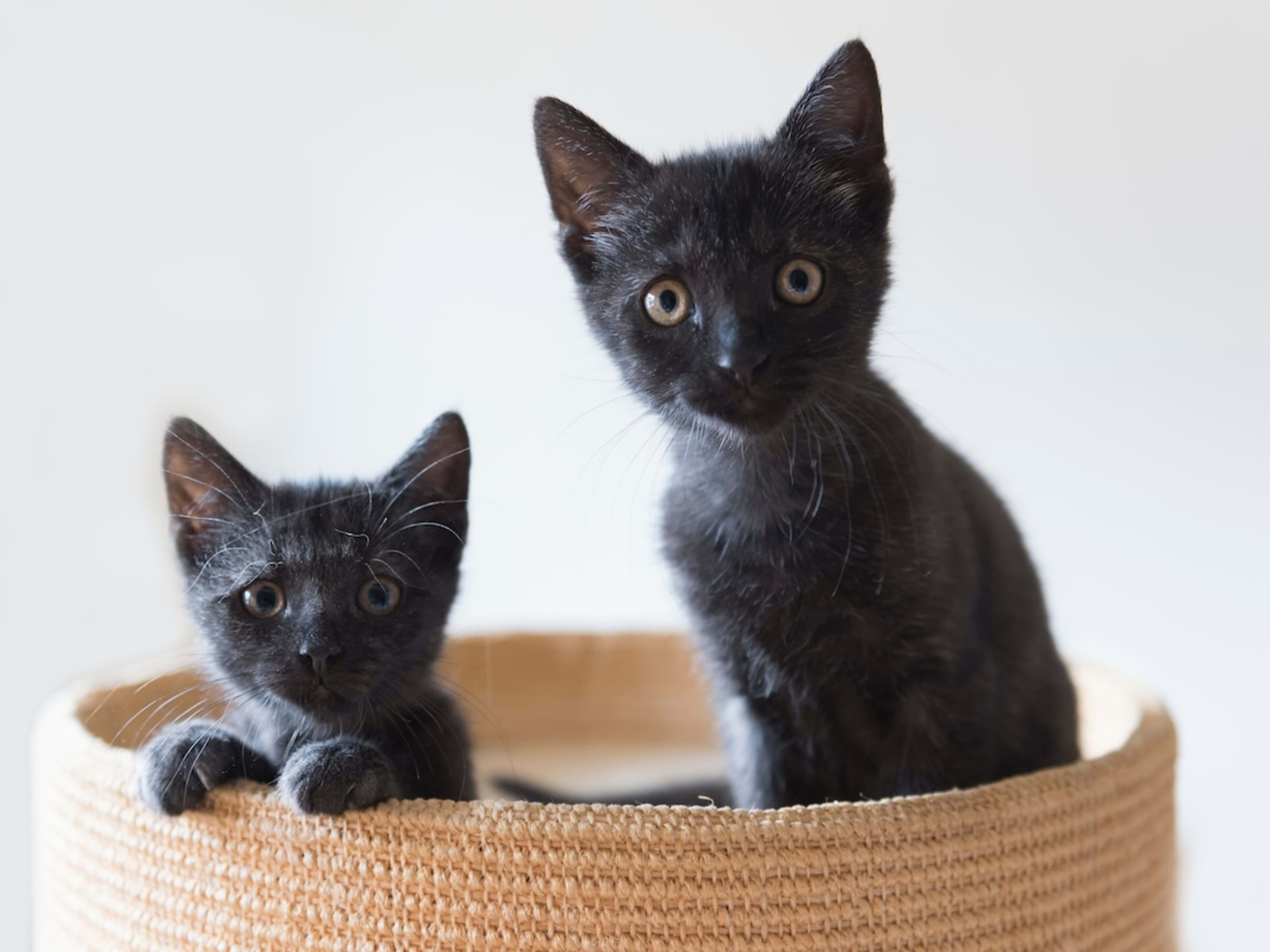 2 black kittens