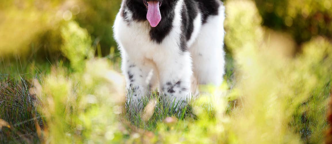 Cow Dog How To Train A Working Cattle Dog | Wag!