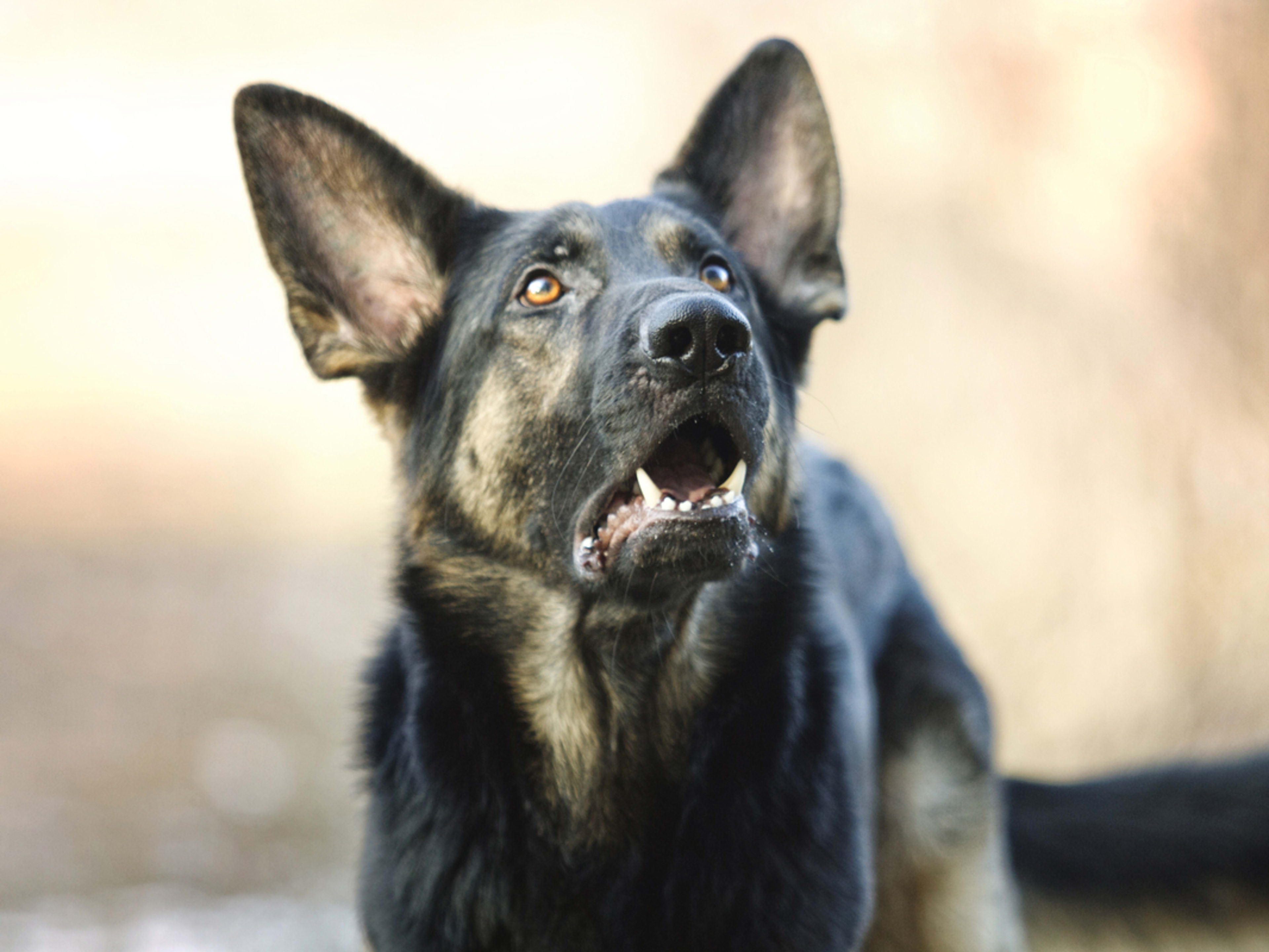 German Shepherd’s Funny Reaction to Bumble Bee Takes Mean Mugging To ...