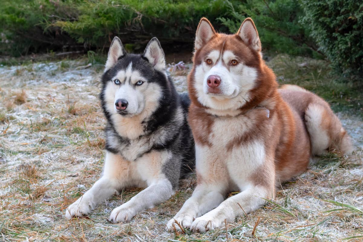 Calm Husky's New Siblings Bring Epic Chaos That's Anything But Serene ...
