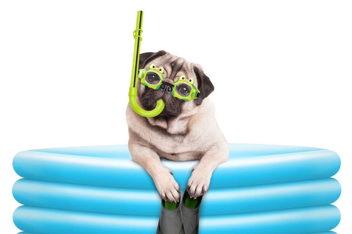 Pug’s Epic Tantrum Over No Pool Time Is So Relatable - Parade Pets