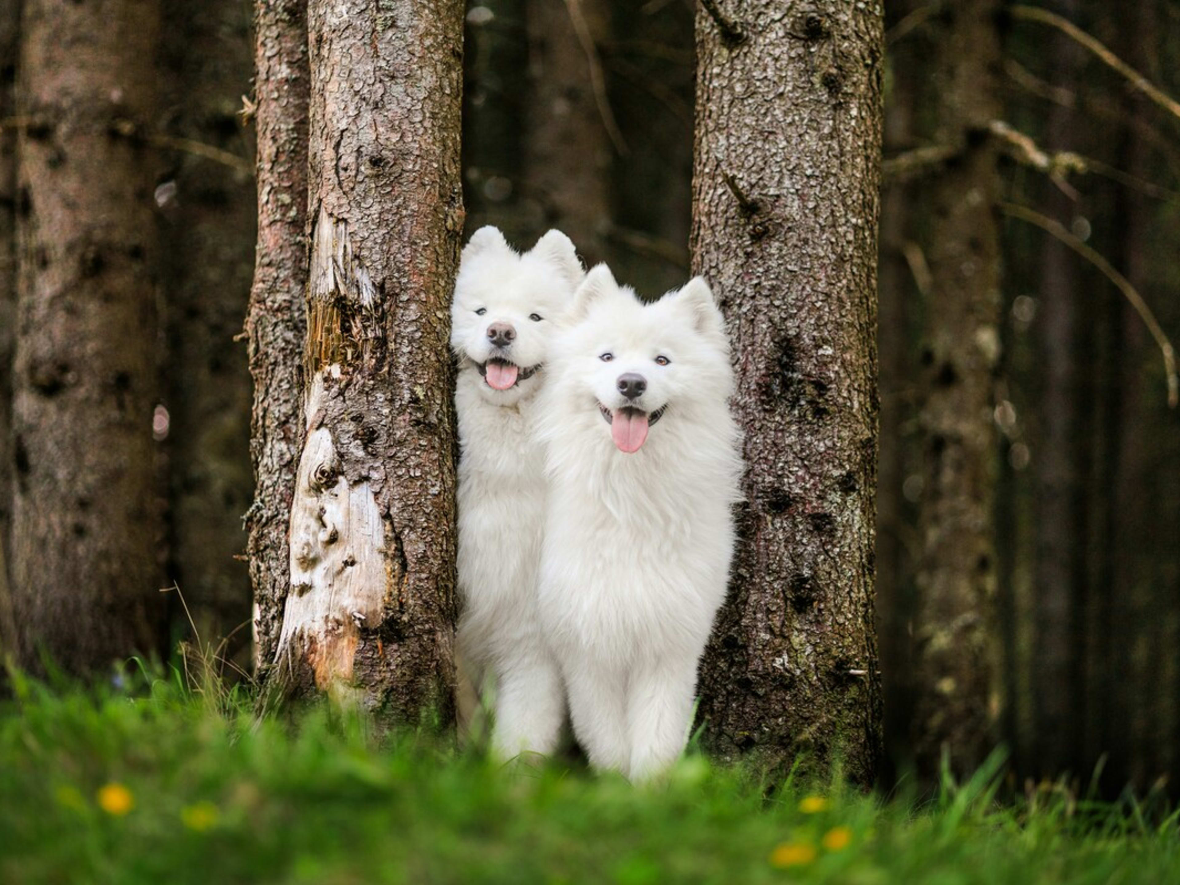 Samoyed Puppies Turn Into ‘Swamp Gremlins’ and It’s the Cutest Thing ...