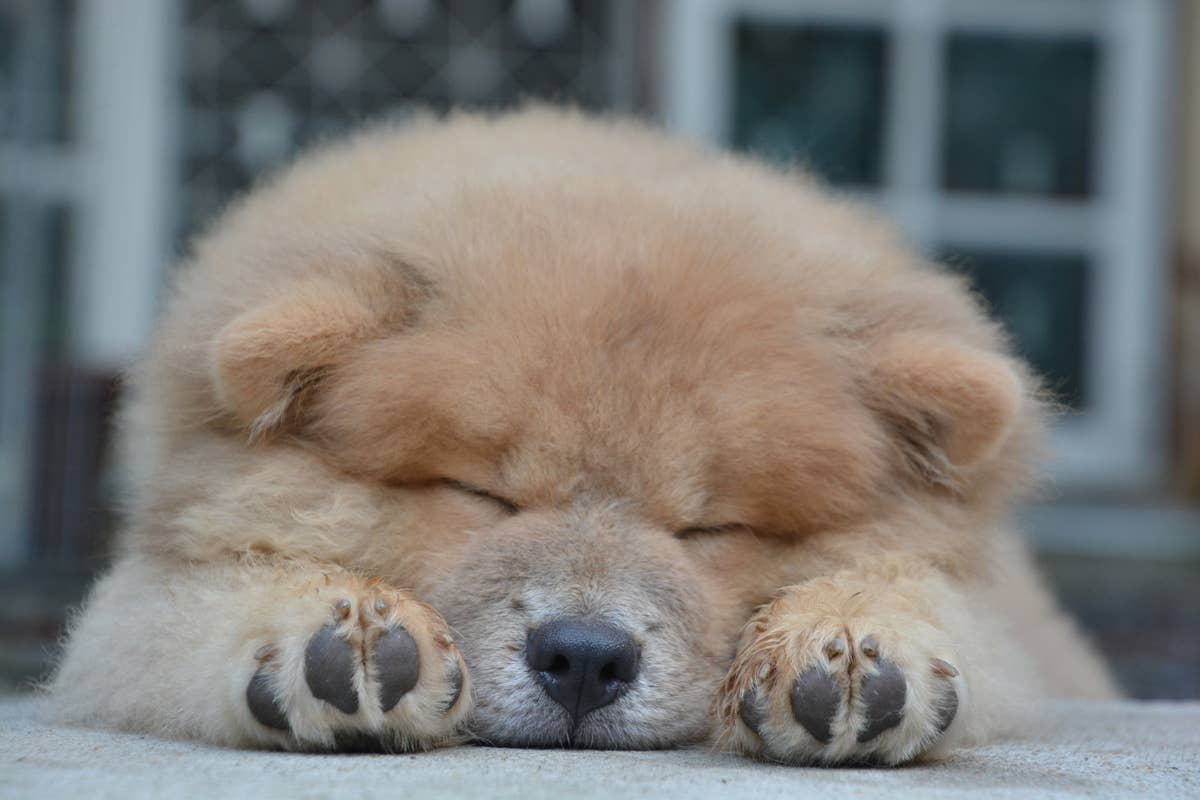 Teeny-Tiny Chow Chow Puppy Looks Like a Jellycat in Real Life - Parade Pets