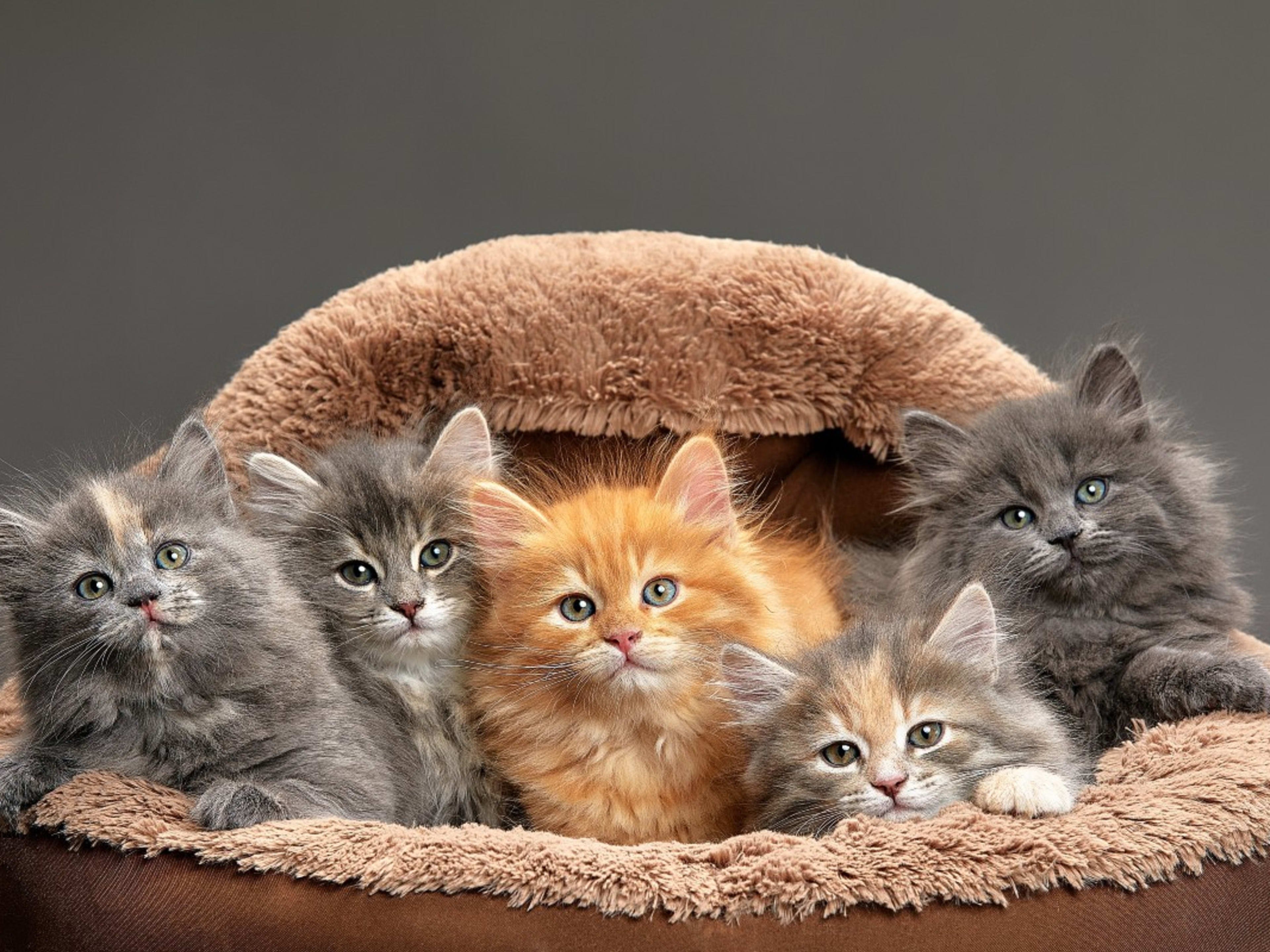 300+ Cute Cat Names for Your Kitty - Parade Pets