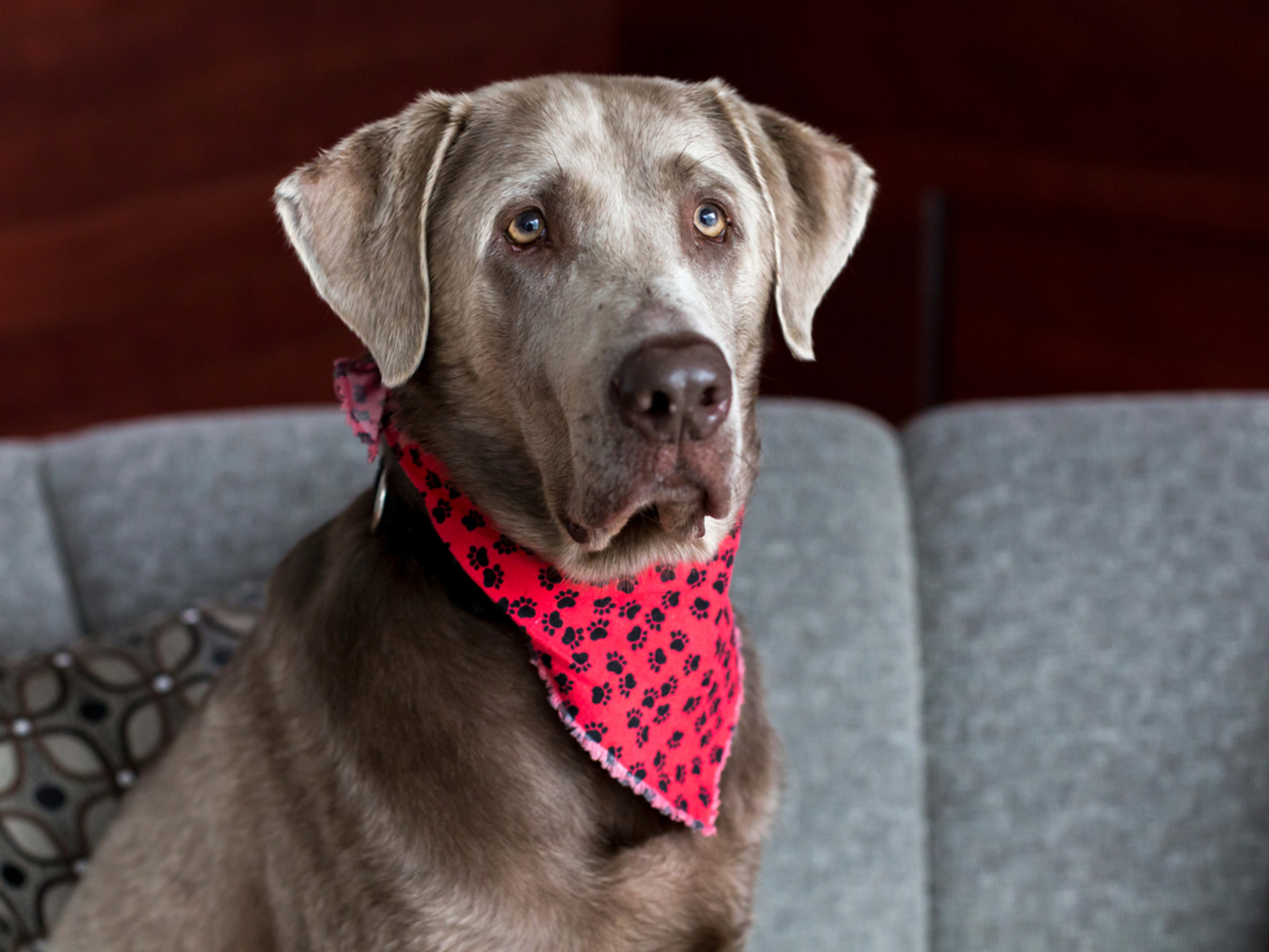 Labrador Retrievers: Cute Photos, Personality, and Fun Facts - Parade Pets