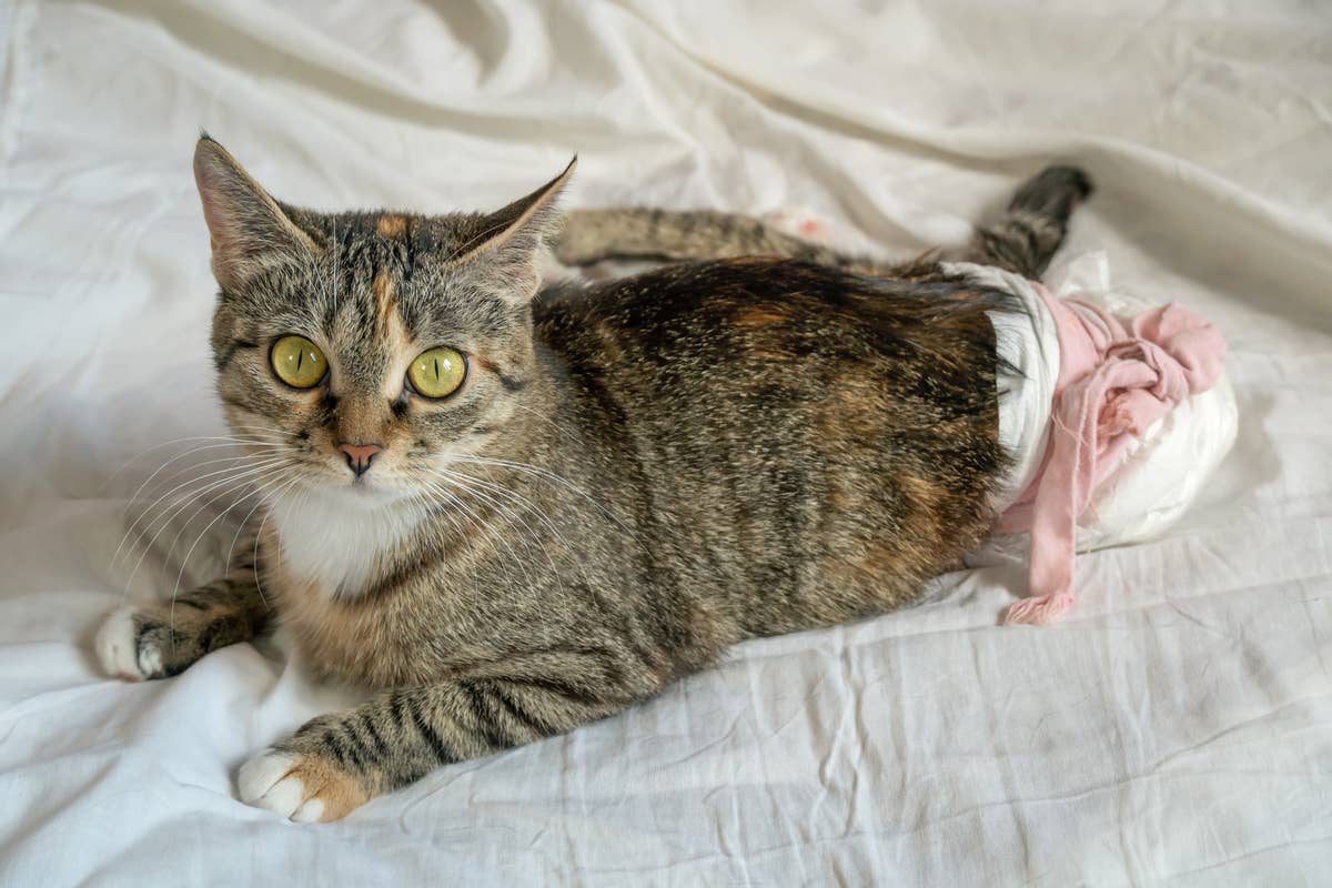 Paraplegic Cat's Sneaky Attempt to 'Run Away' Is Straight Out of a Cartoon