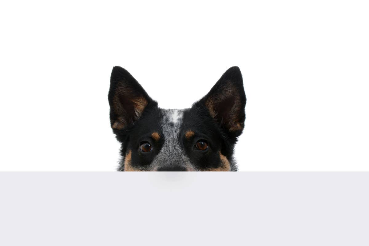Incredible ‘Cookies and Cream’ Heeler Goes Vertical With Coolest Trick ...