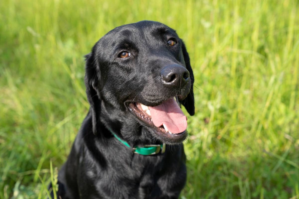 Black Labrador Makes Besties With Tiny Fawn and Pure Love Ensues ...