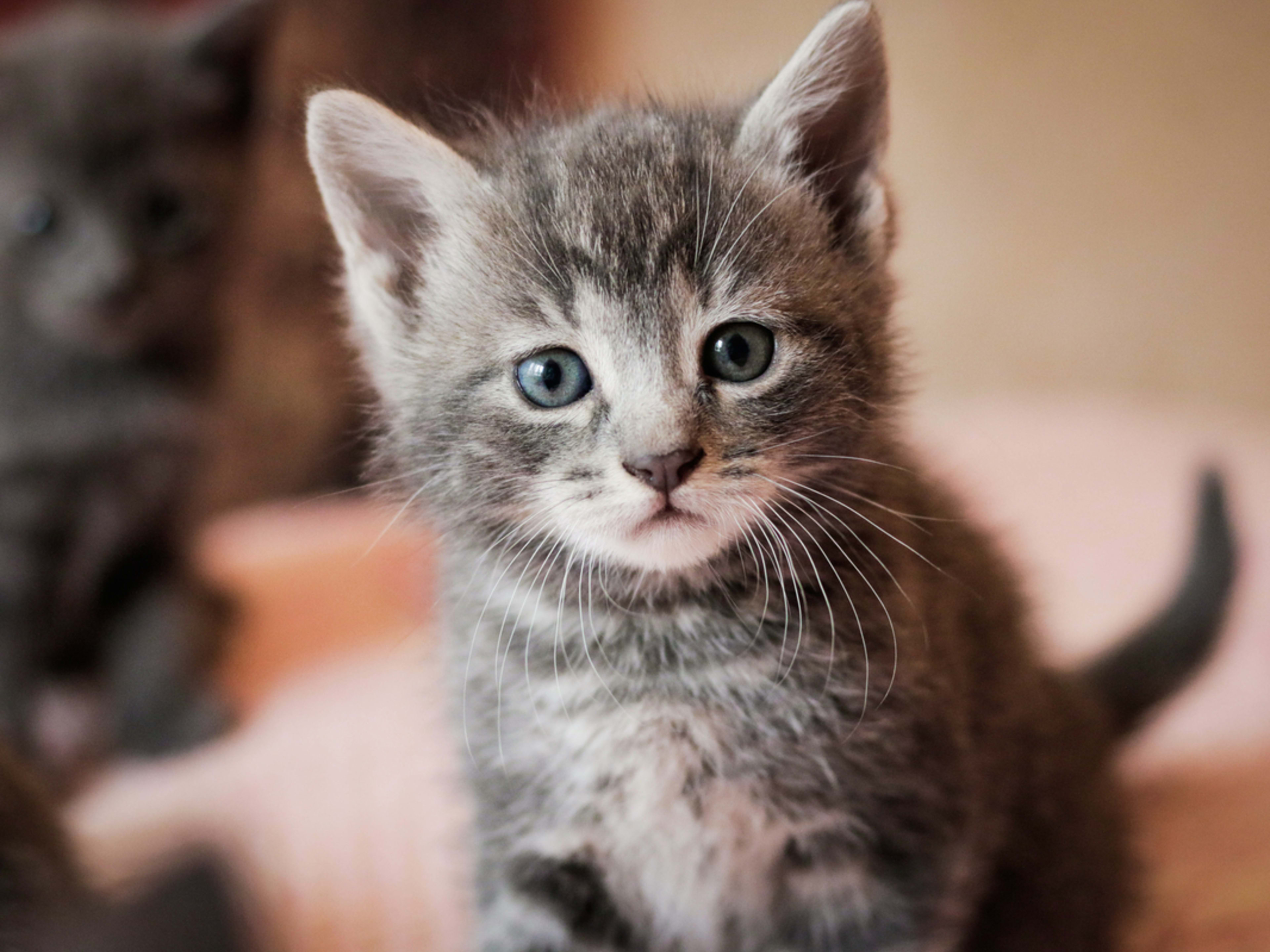 Tiny Rescue Kitten Fighting Sleep Finally ‘Turns Off’ After Mom Tucks ...