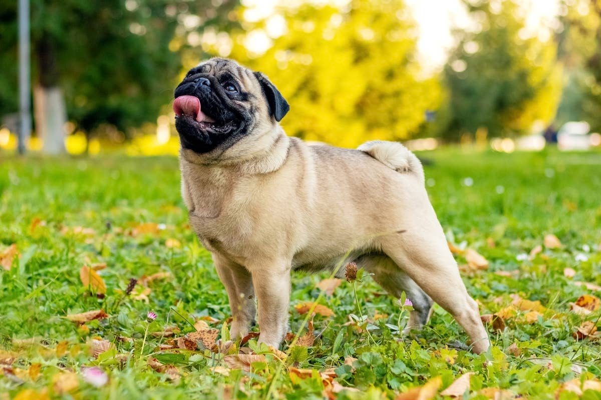 10 Fun & Fascinating Facts About Pugs - Parade Pets
