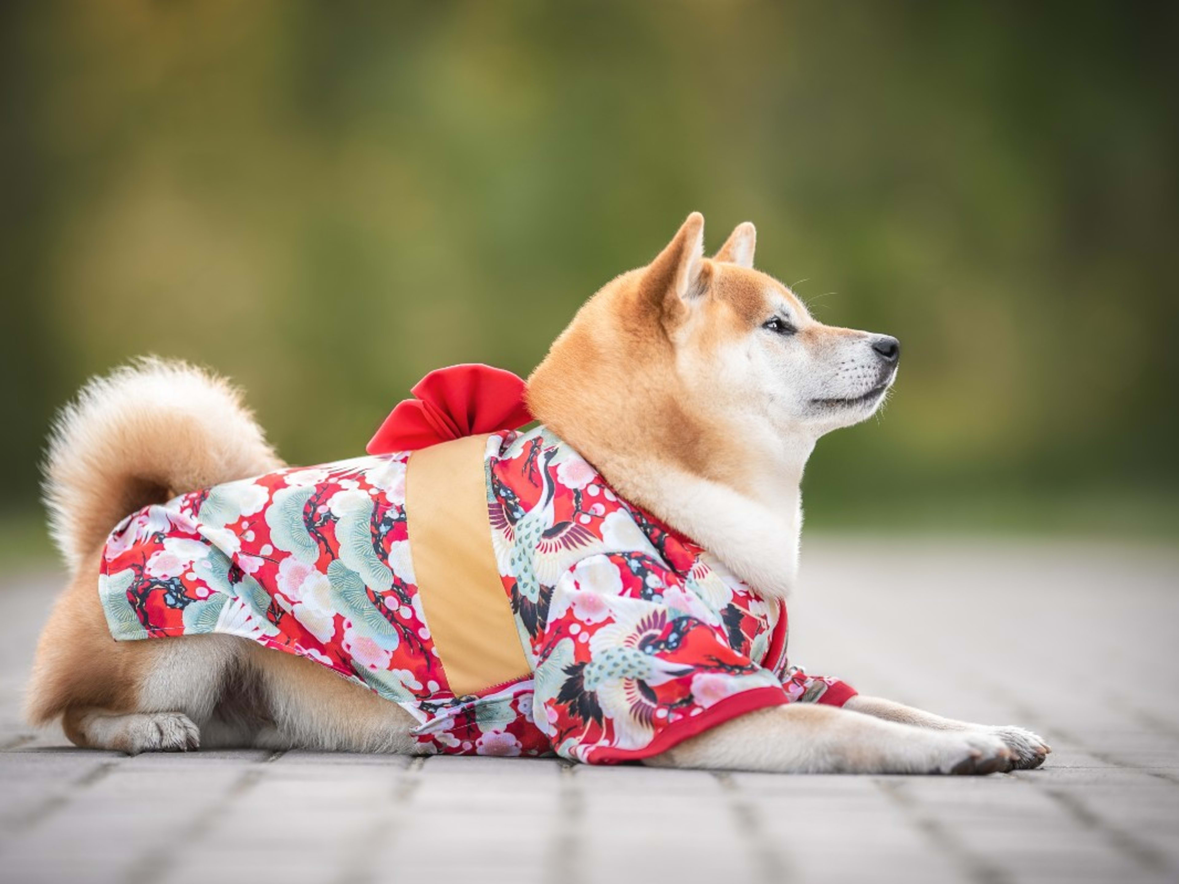 200 Japanese Dog Names with Meanings - Parade Pets