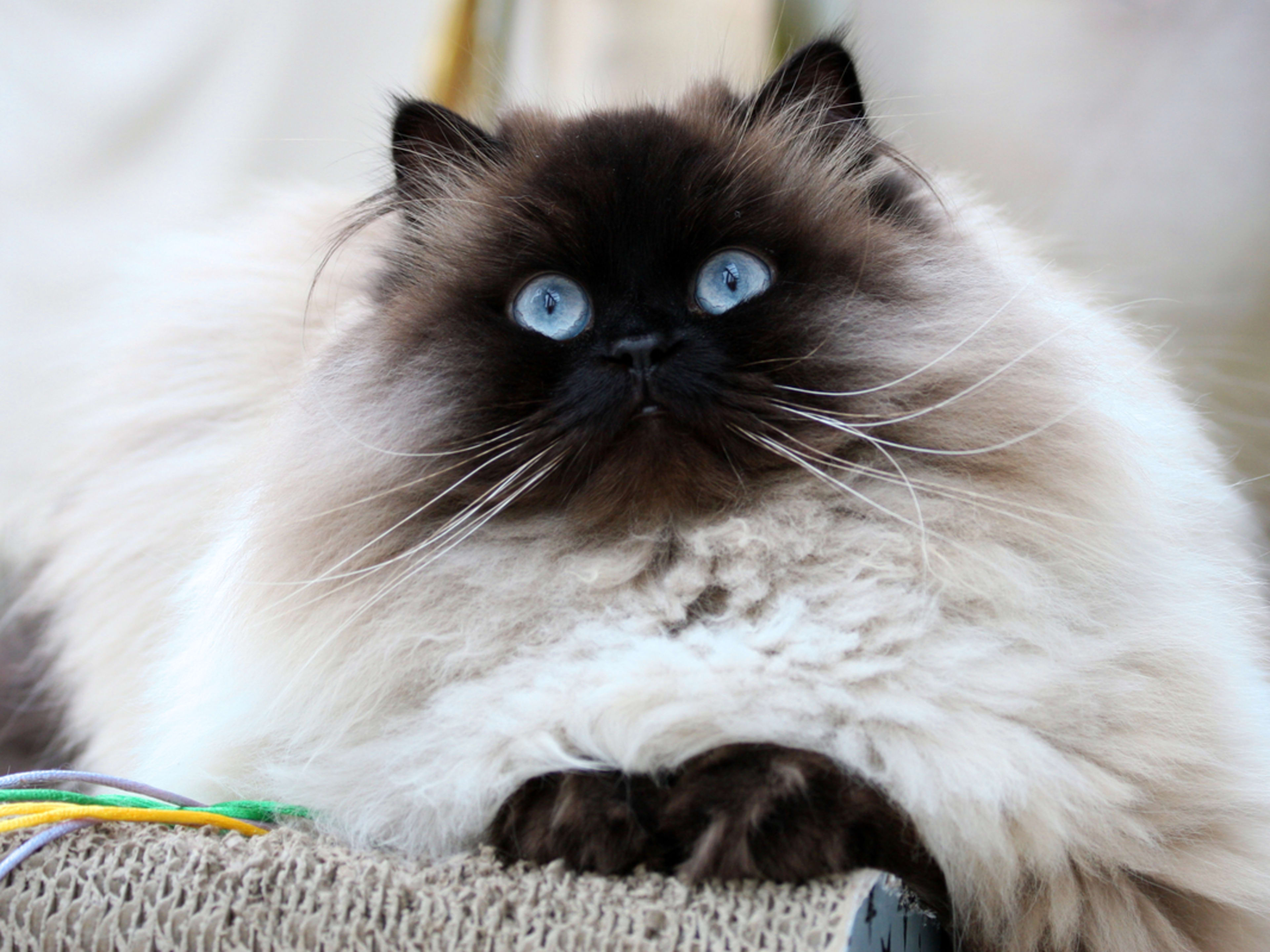 Himalayan Cat's Precious 'Crispy' Meow Has Everyone Smitten - Parade Pets