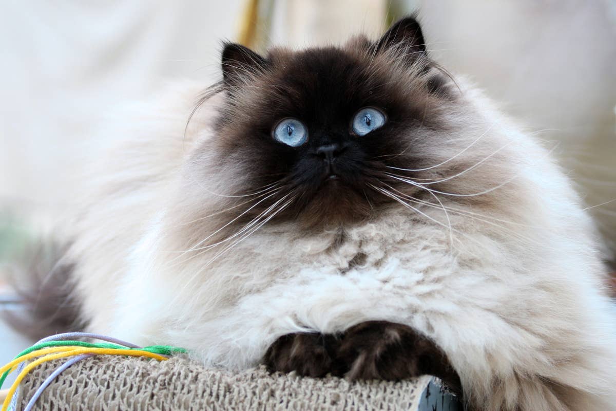 Himalayan Cat's Precious 'Crispy' Meow Has Everyone Smitten - Parade Pets