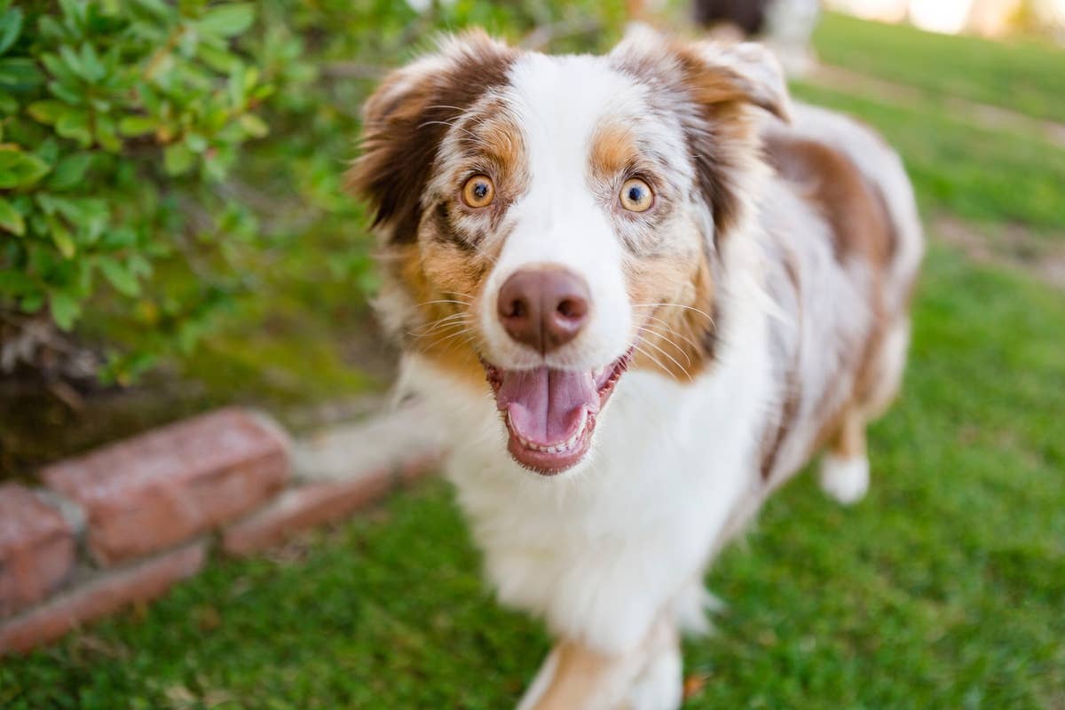 Mini Aussie's Awkward Way of Trying to Befriend Little Dog Is Cracking ...