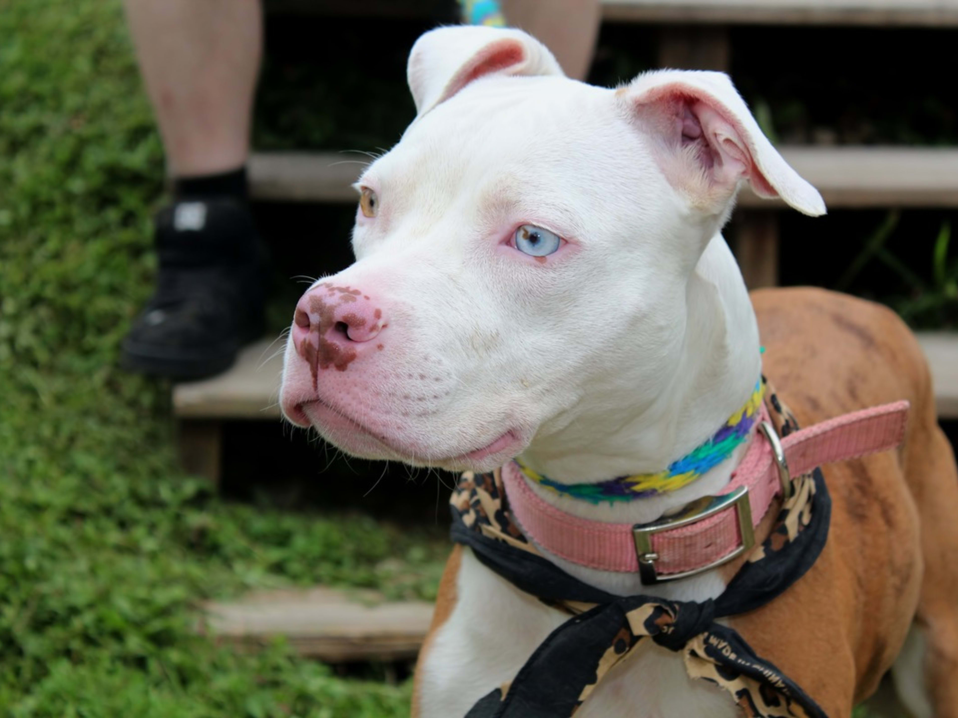 Blue Nose Pitbull White