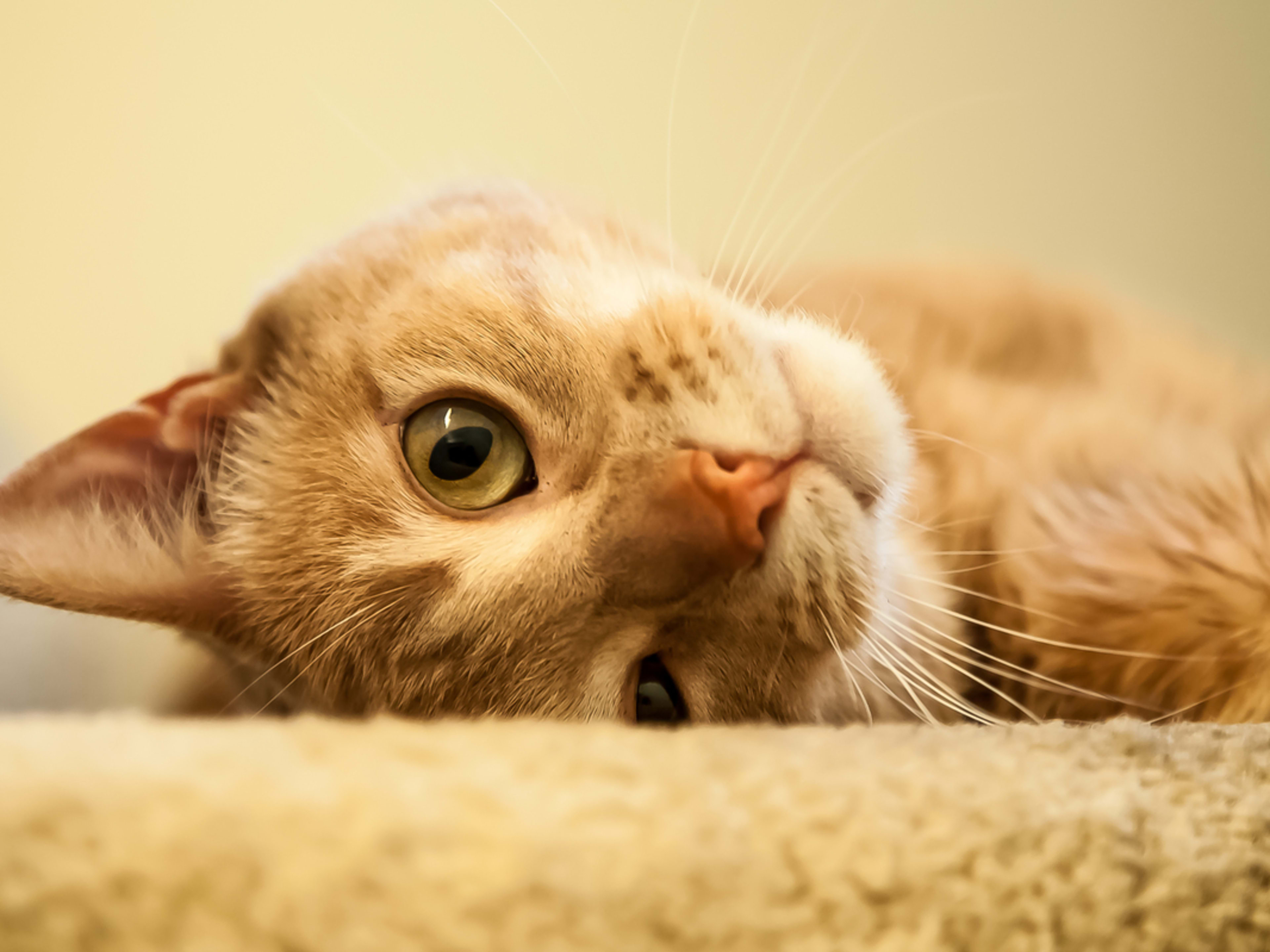 Unhinged Orange Tabby Cat Goes Down Stairs In a Way That Defies All ...