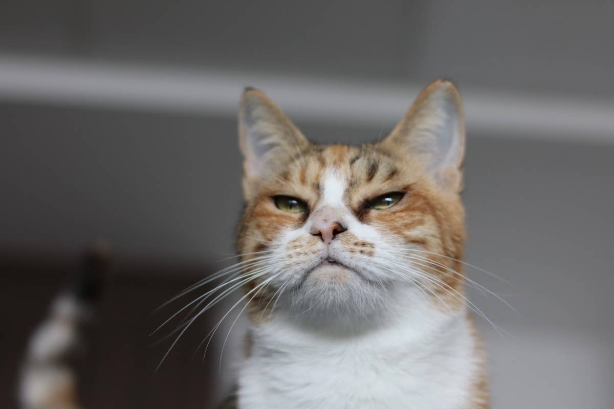 Ginger Cat’s Grumpy Wake-Up Face Is the Ultimate Monday Mood - Parade Pets