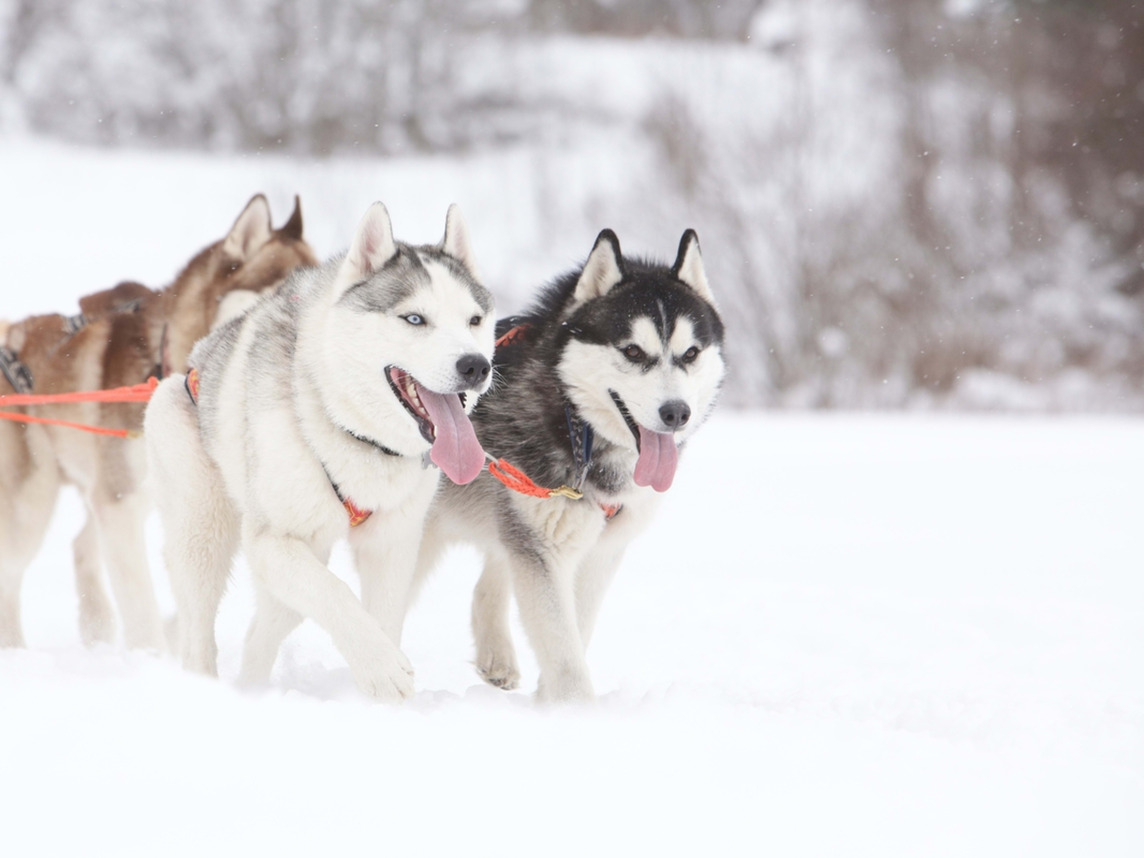 300+ Husky Names (Male and Female)