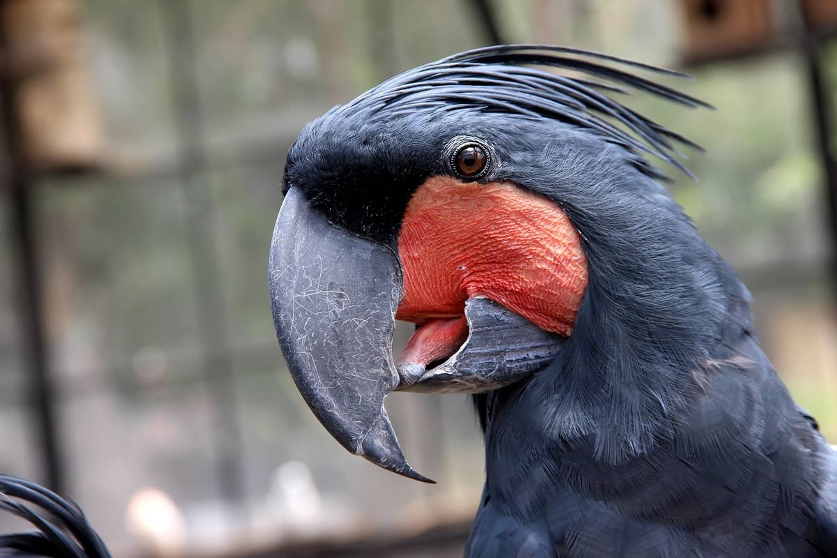 Black Palm Cockatoo's Sassy Conversation with Human Brings All the Tea ...