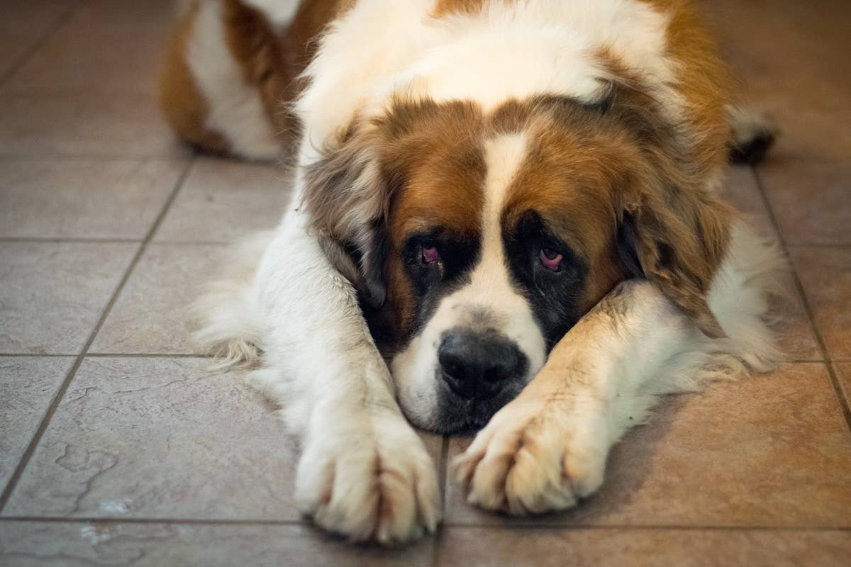 Little Orange Cat's Sweet Bond with Big Saint Bernard Is the Definition ...