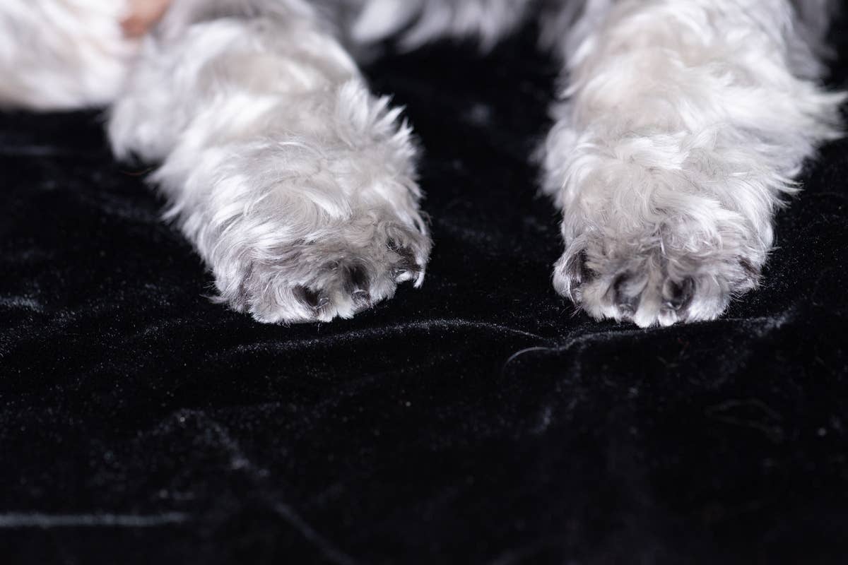 Miniature Schnauzer Looks Just Like a Pixar Character and We Can't Get ...