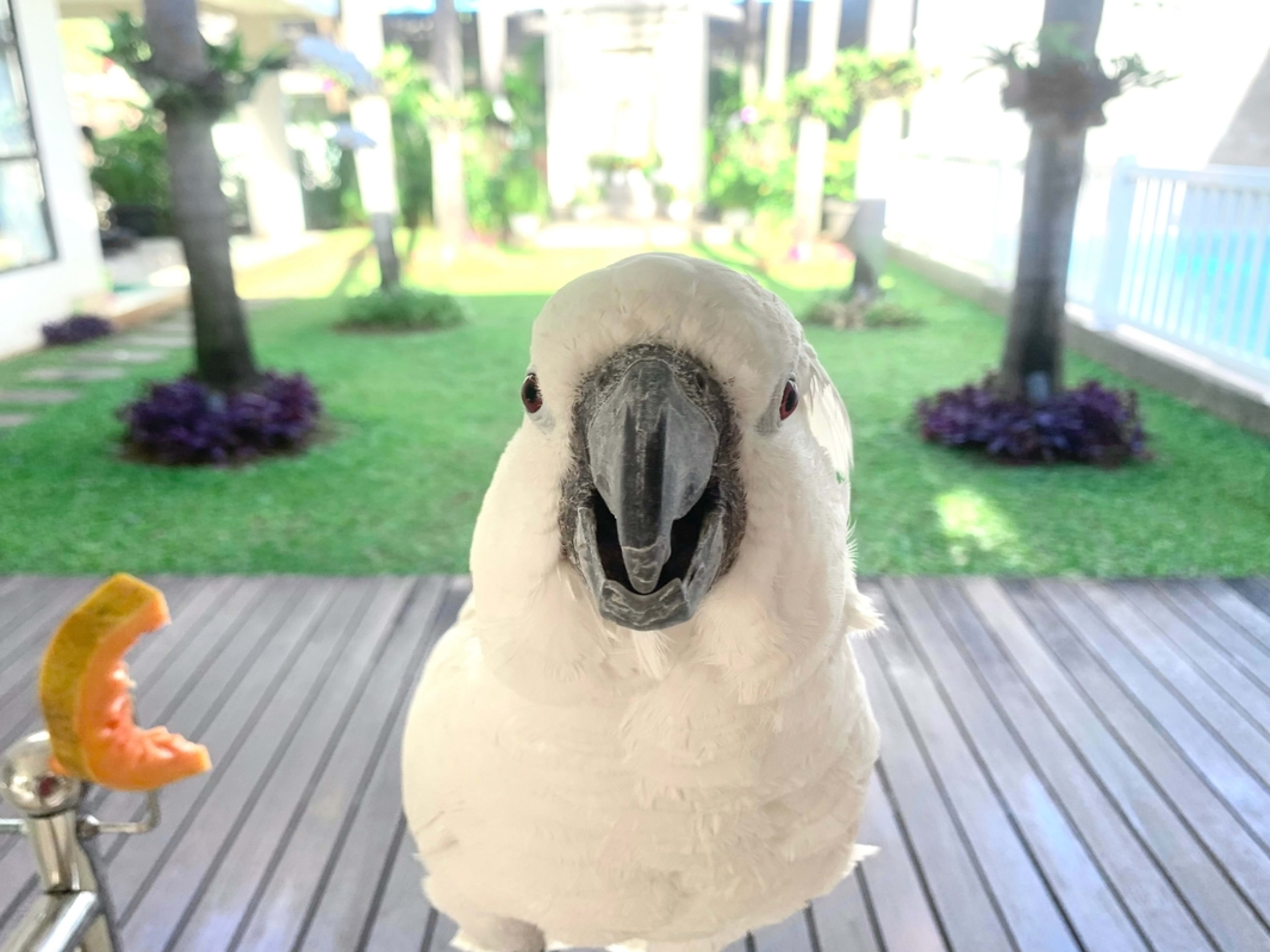 Defiant Cockatoo Laughs in the Face of Bedtime Like a Wild Toddler ...