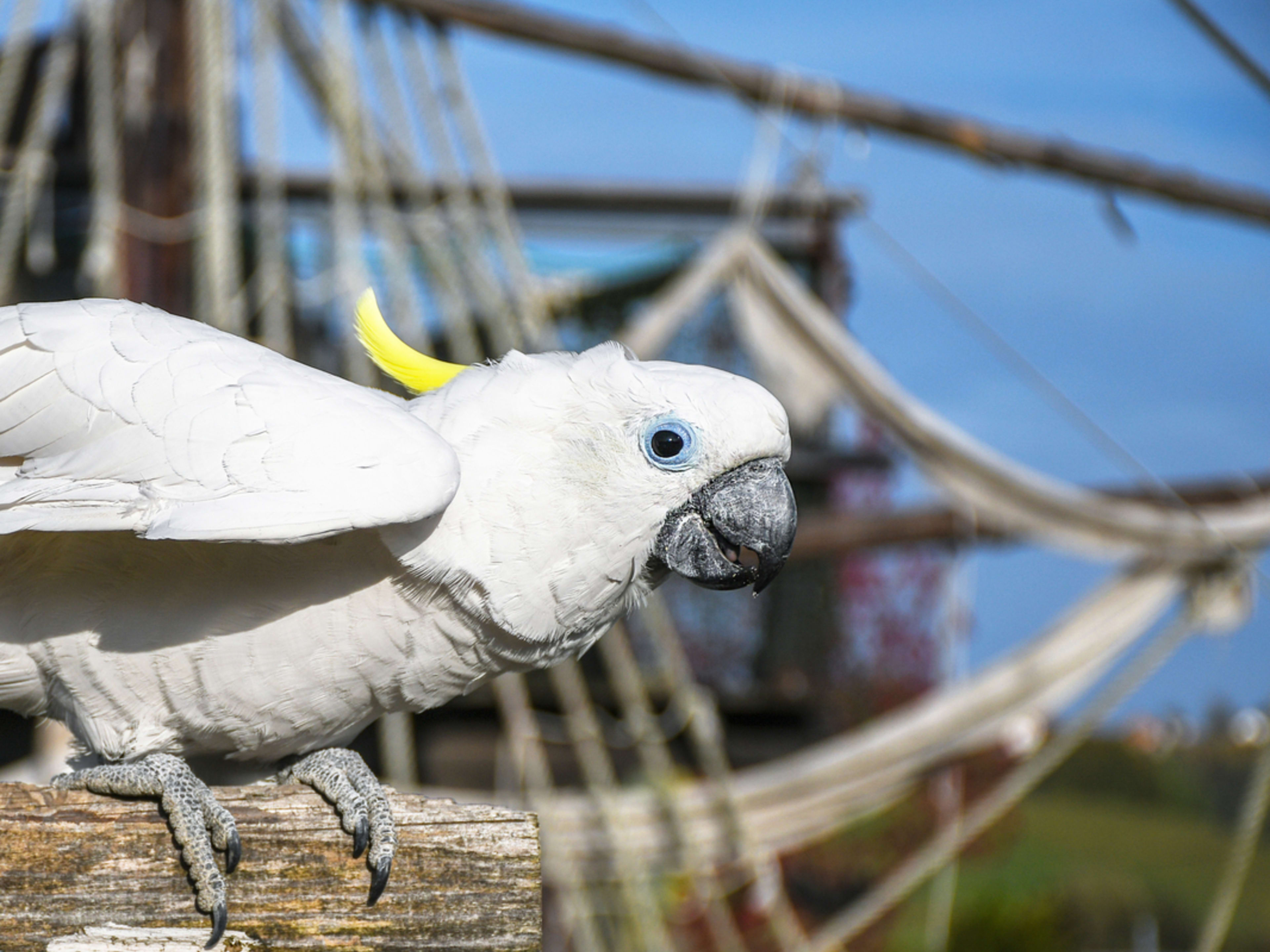Cockatoo's Joyous Rope Dance Is Pure 'Sunshine' on Any Cloudy Day