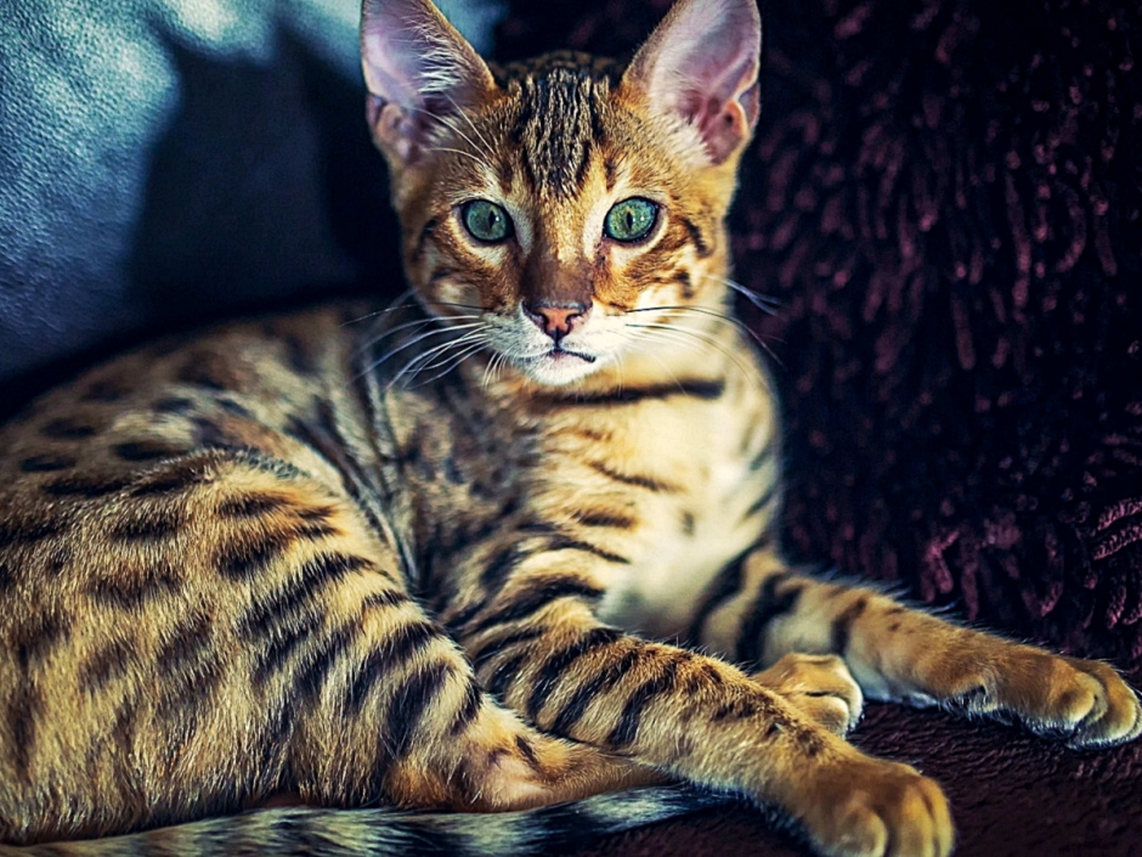 11 Prettiest Designer Cat Breeds