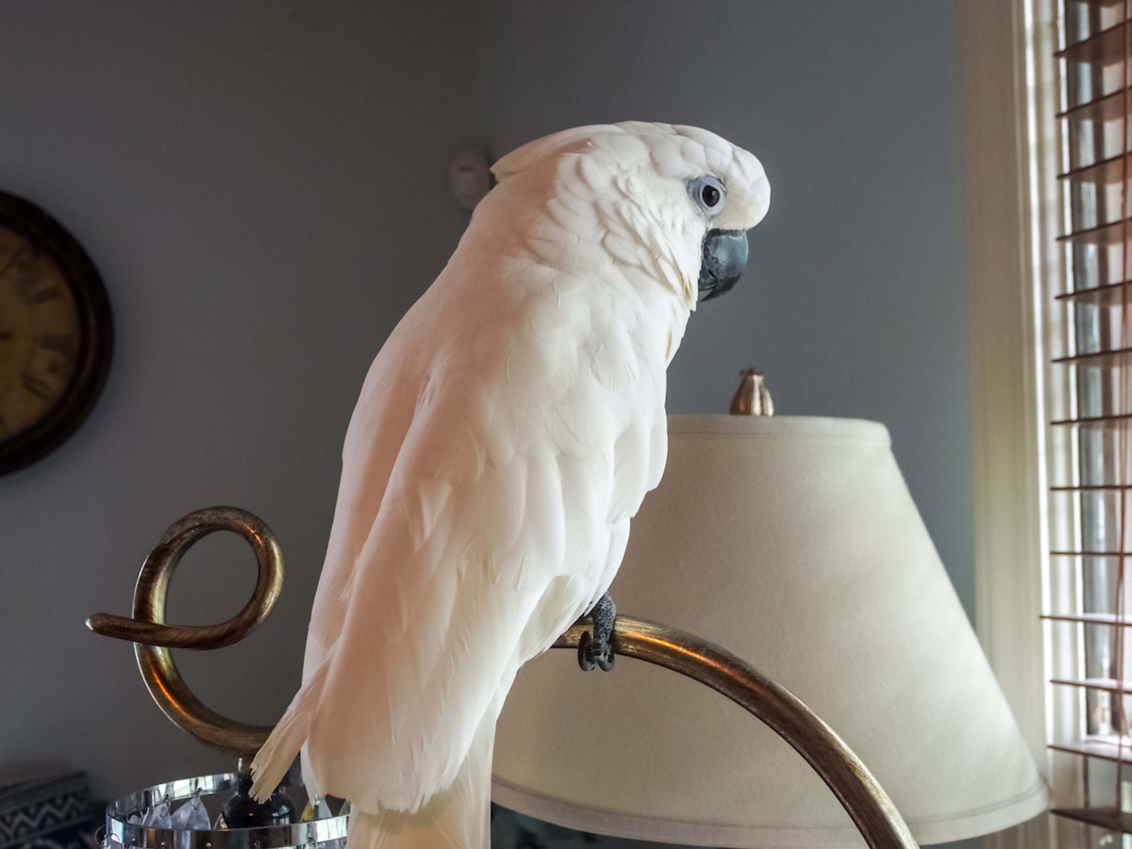 Concerned Cockatoo Worried About Birds Living Outside Really Needs a Hug