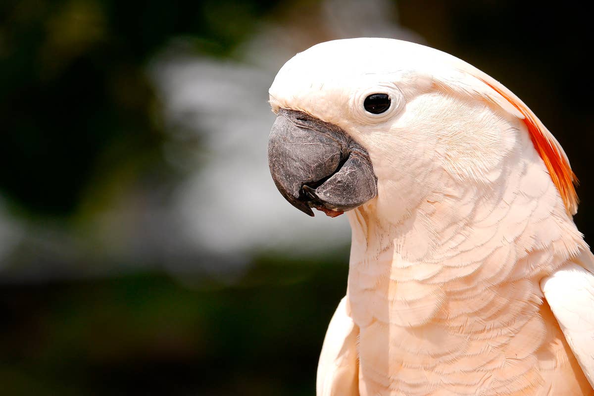 Confident Cockatoo 'Preps' for 'Inside Edition' Appearance by Boldly ...