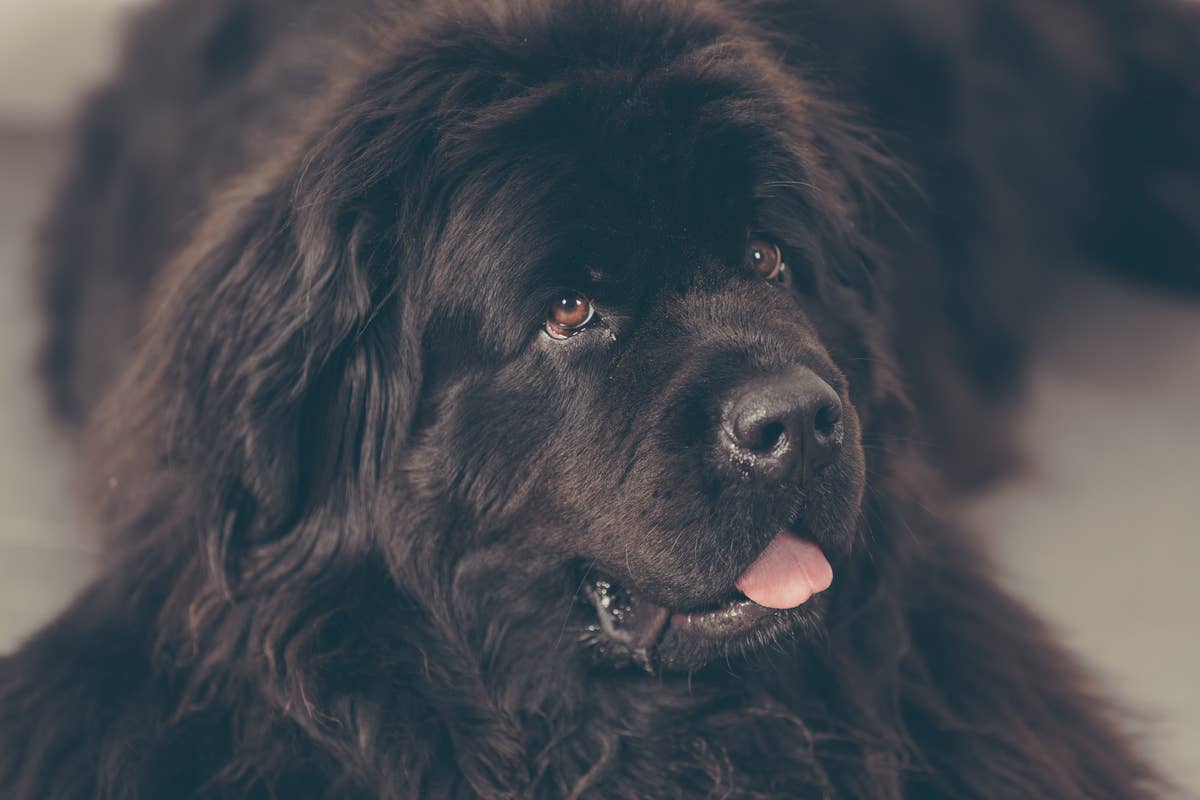 Newfoundland Patiently Waiting for Feast Made By Grandma with Love ...