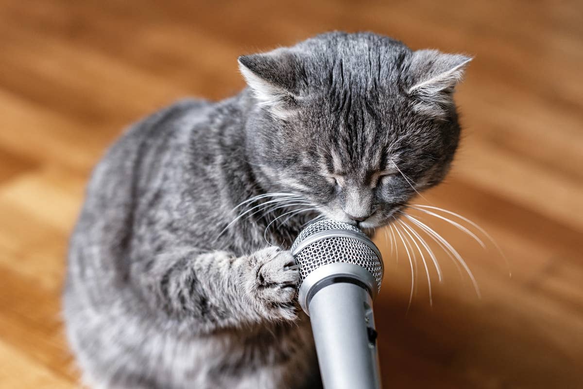 Cat's Pure Affinity for 'The Sound of Music' Will Instantly Melt Anyone ...