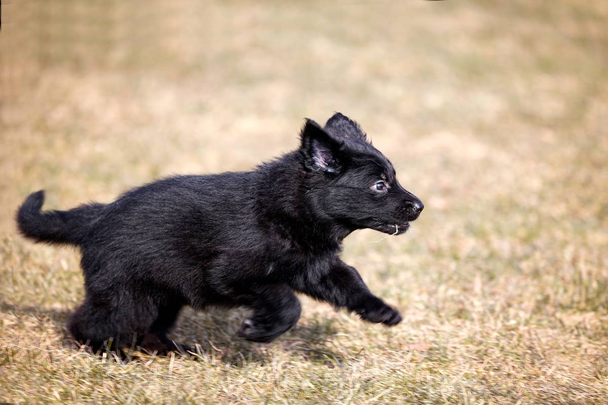 Feral Dog Pack Appears To Bring Puppy to Rescuers, and It Has Everyone ...