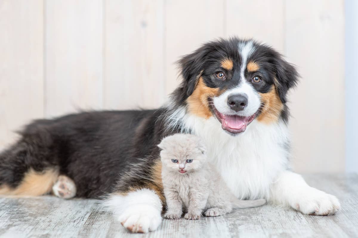 Australian Shepherd Lands Role of 'Fun Uncle' to Kittens and Totally ...