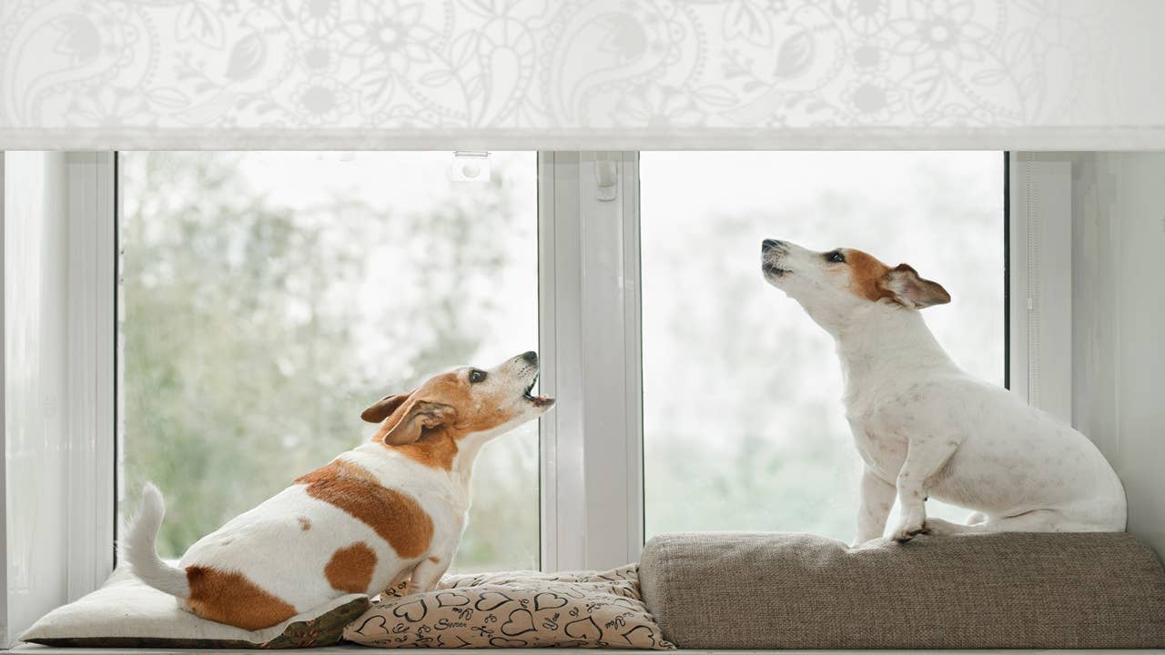 Can Dogs Sense Trouble? A Trainer Explains - Parade Pets