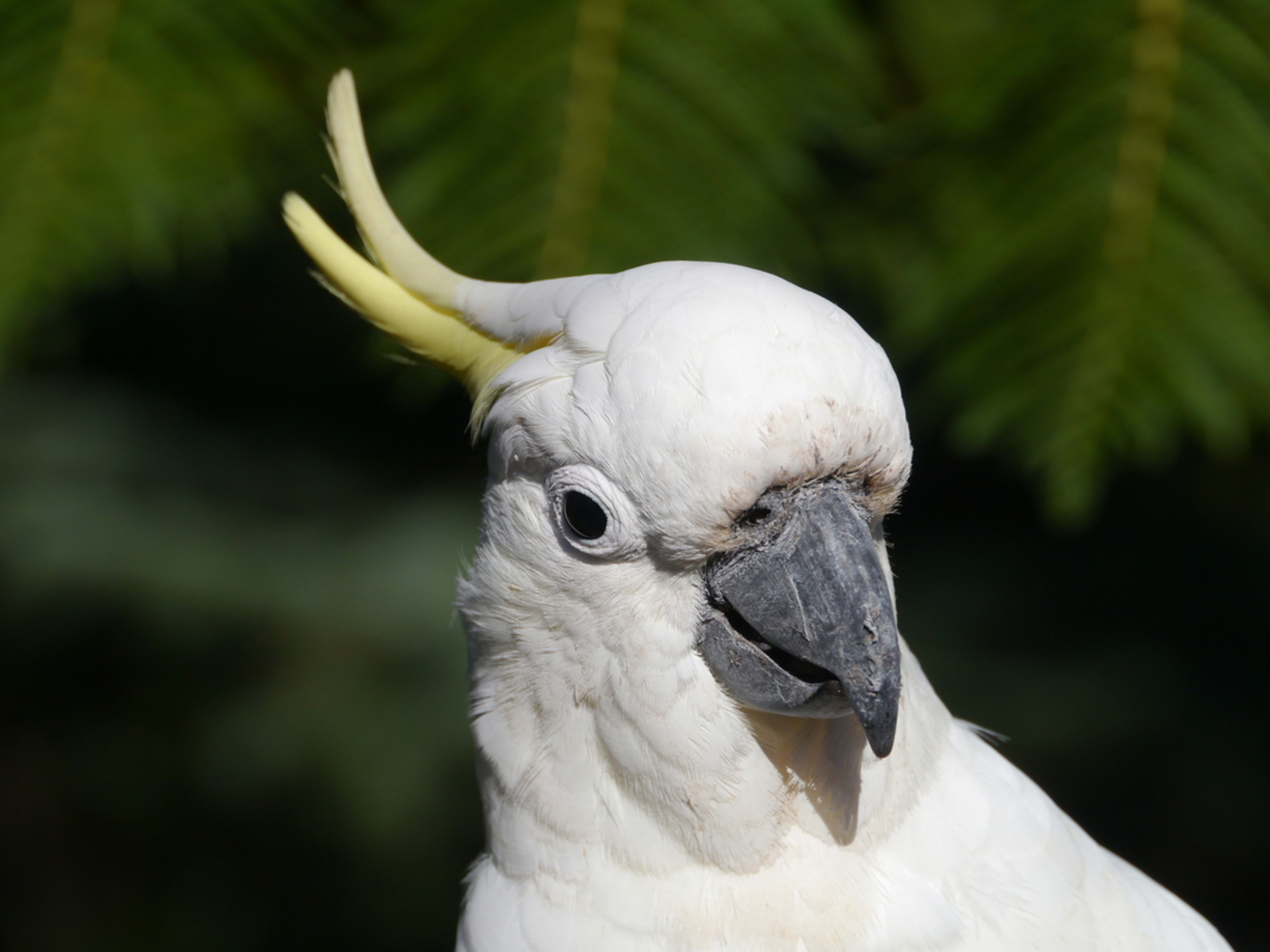 Cockatoo Argues With Mom About Going Outside Like He Pays Rent - Parade ...