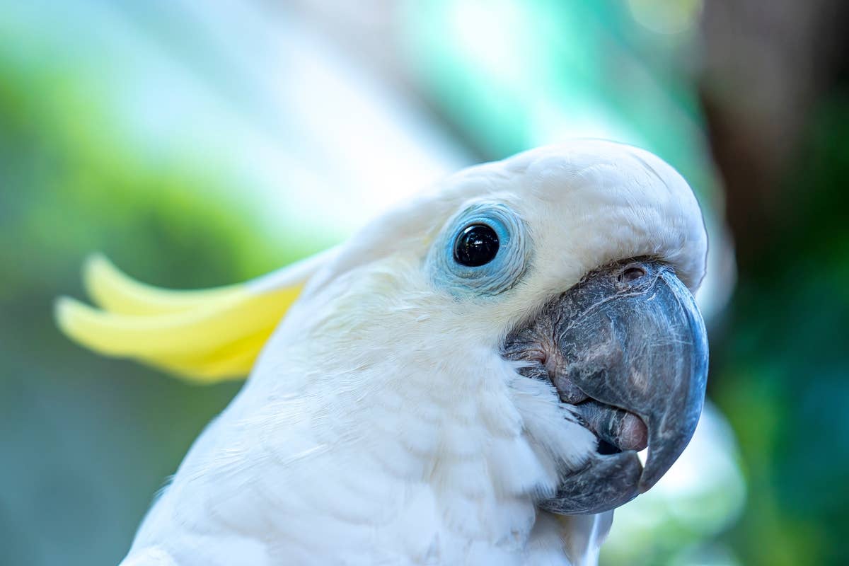 Cockatoo's Rendition of 'Twinkle Twinkle Little Star' Is So Cute ...
