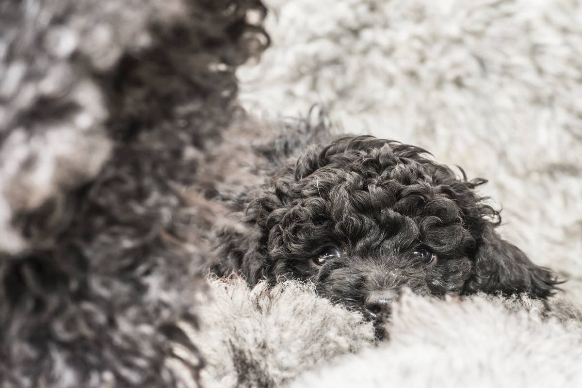 Dancing Poodle Mix Looks Like Tiniest Rain Cloud ‘Covered In Lint ...