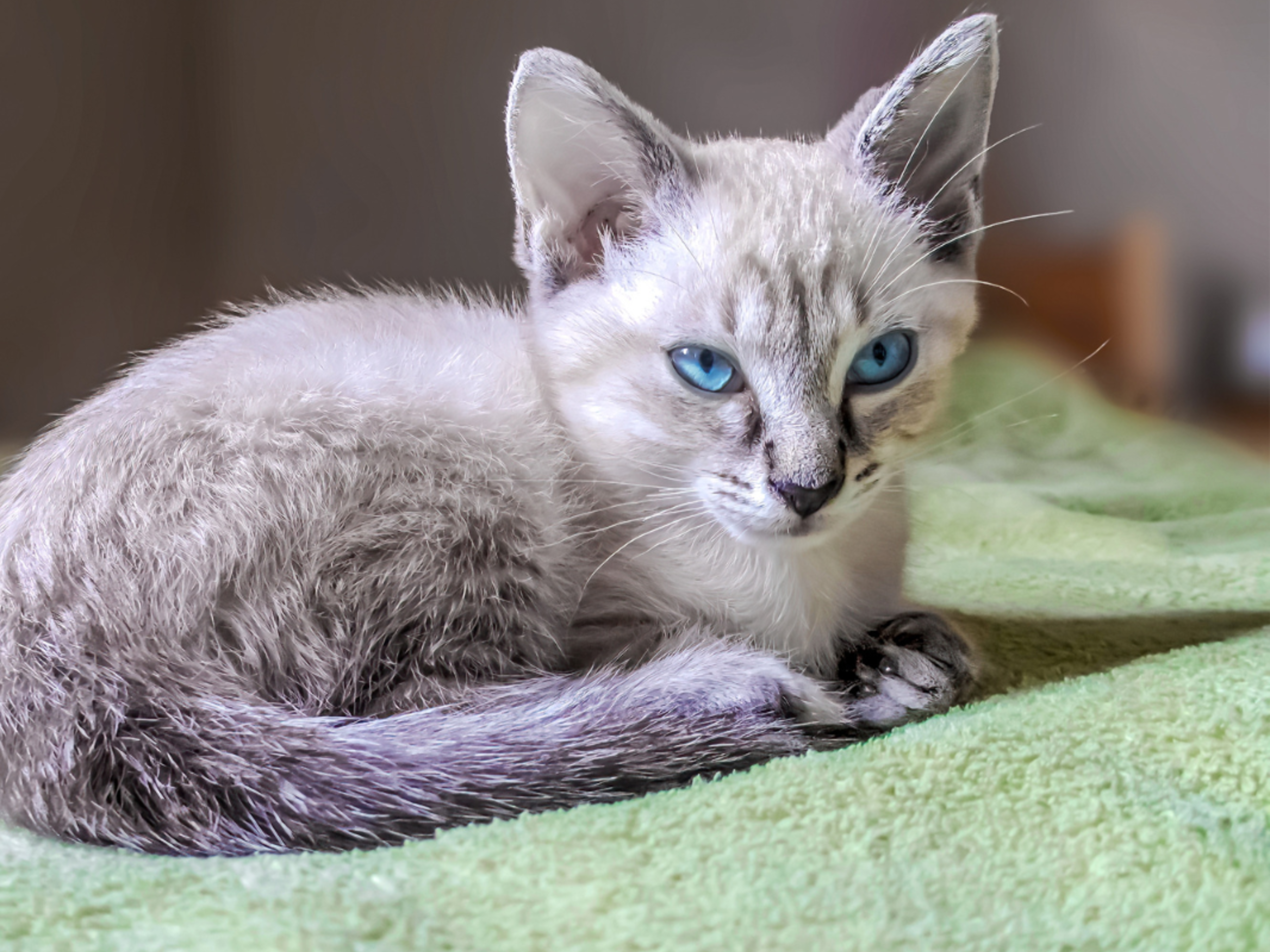 blue point himalayan