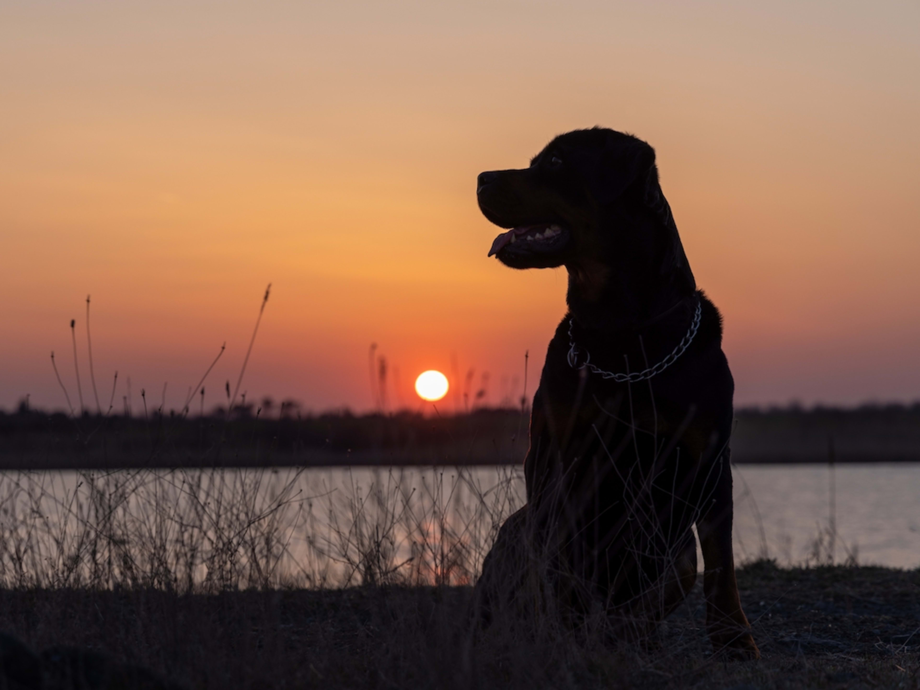 Extremely Rare 'White' Rottweiler with Vitiligo Is So Unusually Gorgeous