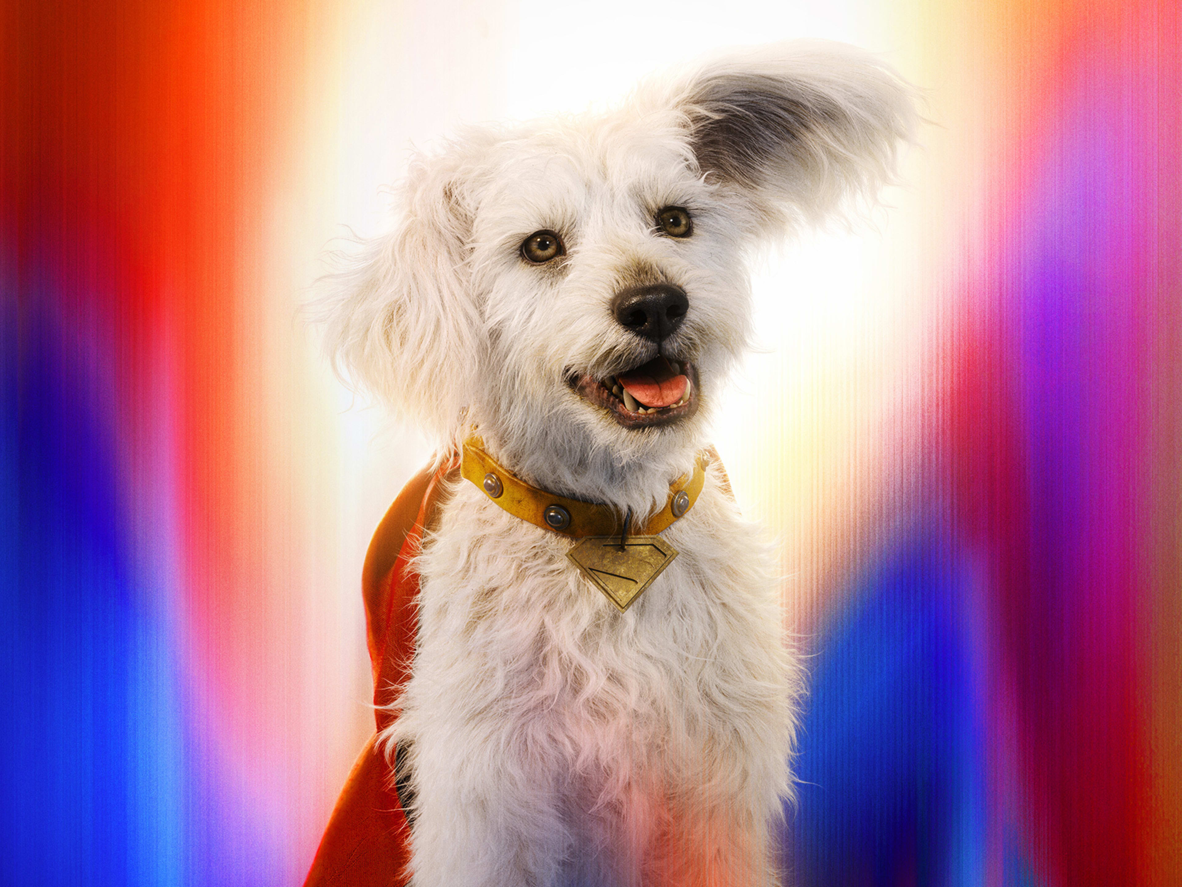 Krypto the Superdog – What Breed Is Superman's Dog? - Parade Pets