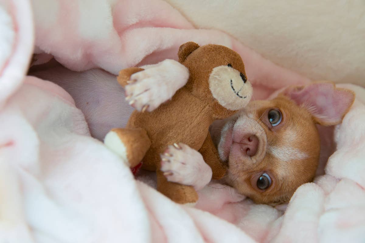 Chihuahua Dog Home | Ivy League Chihuahuas