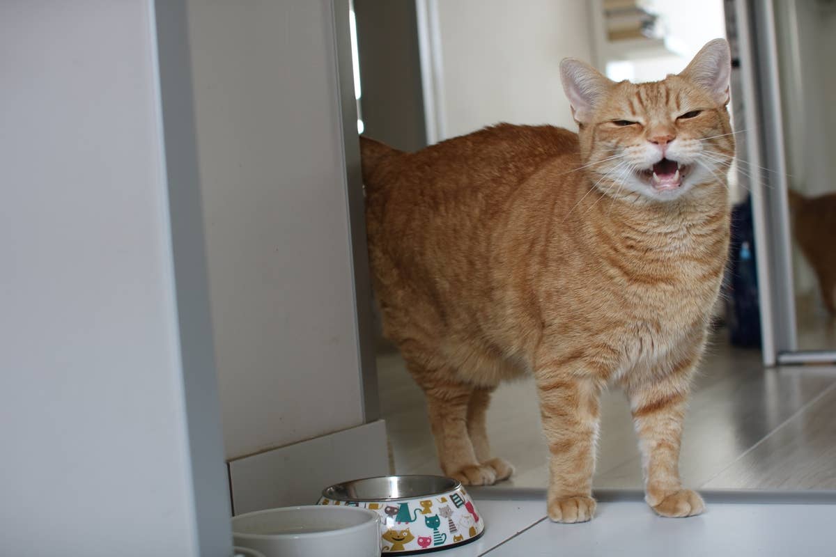 Orange Cat Teaches Kitty Siblings to Meow at Dinnertime and the ...