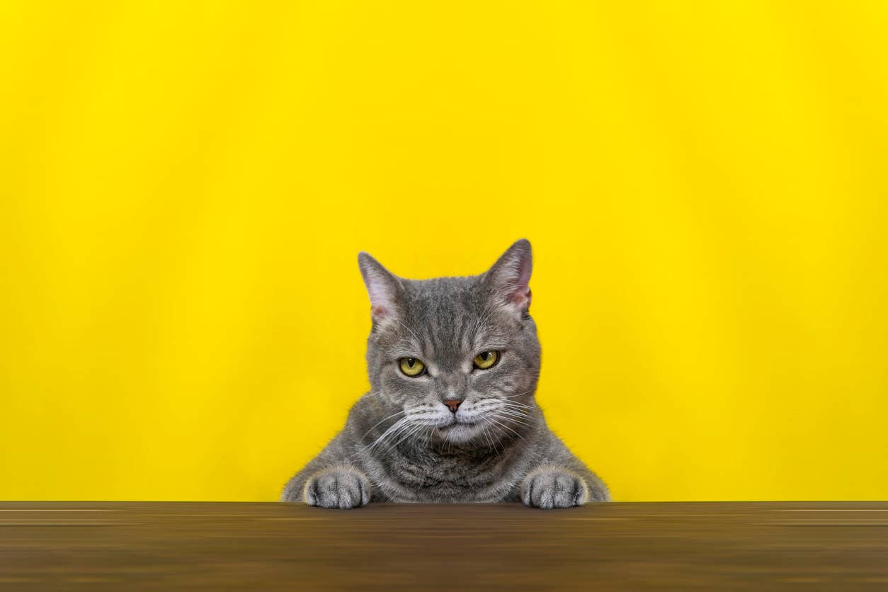 6 Signs Your Cat Is Stressed, According to Celia Haddon