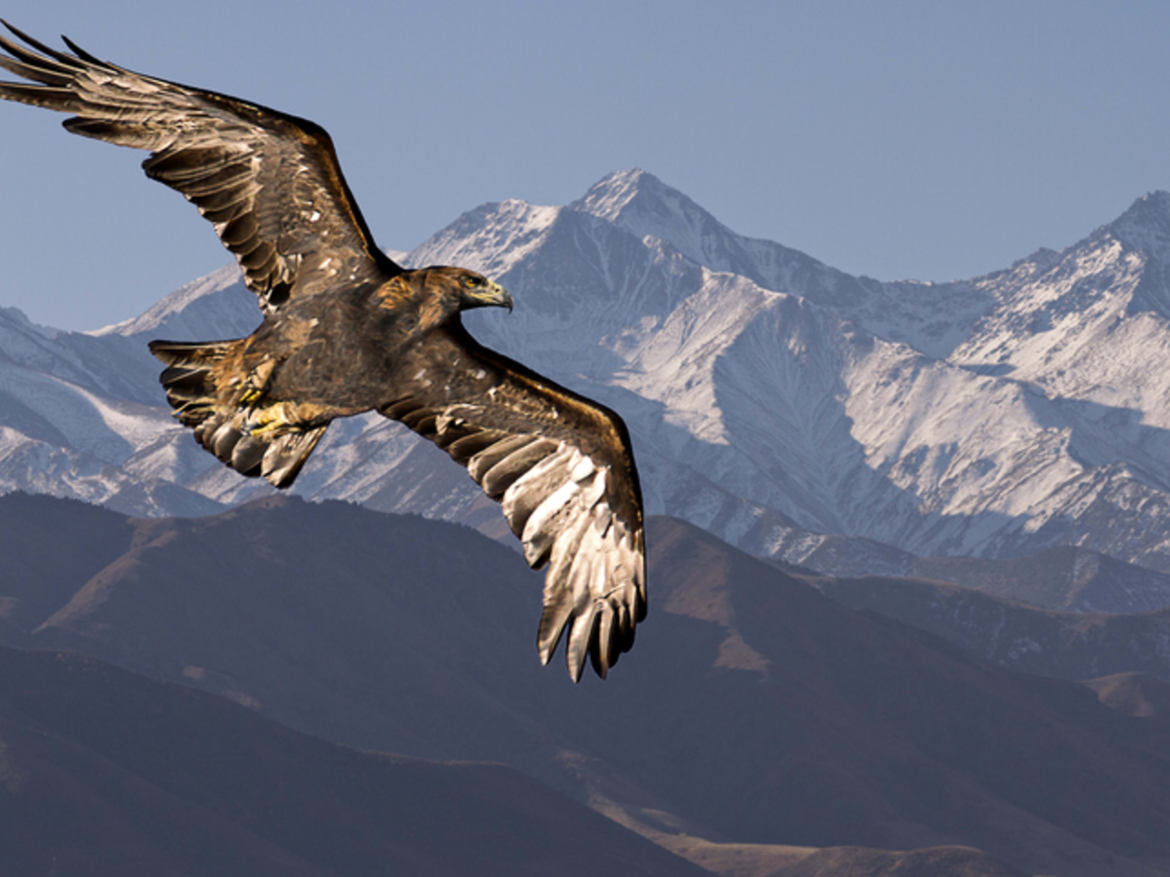 15 Fastest Animals in the World (Land Mammals, Sea, Birds)