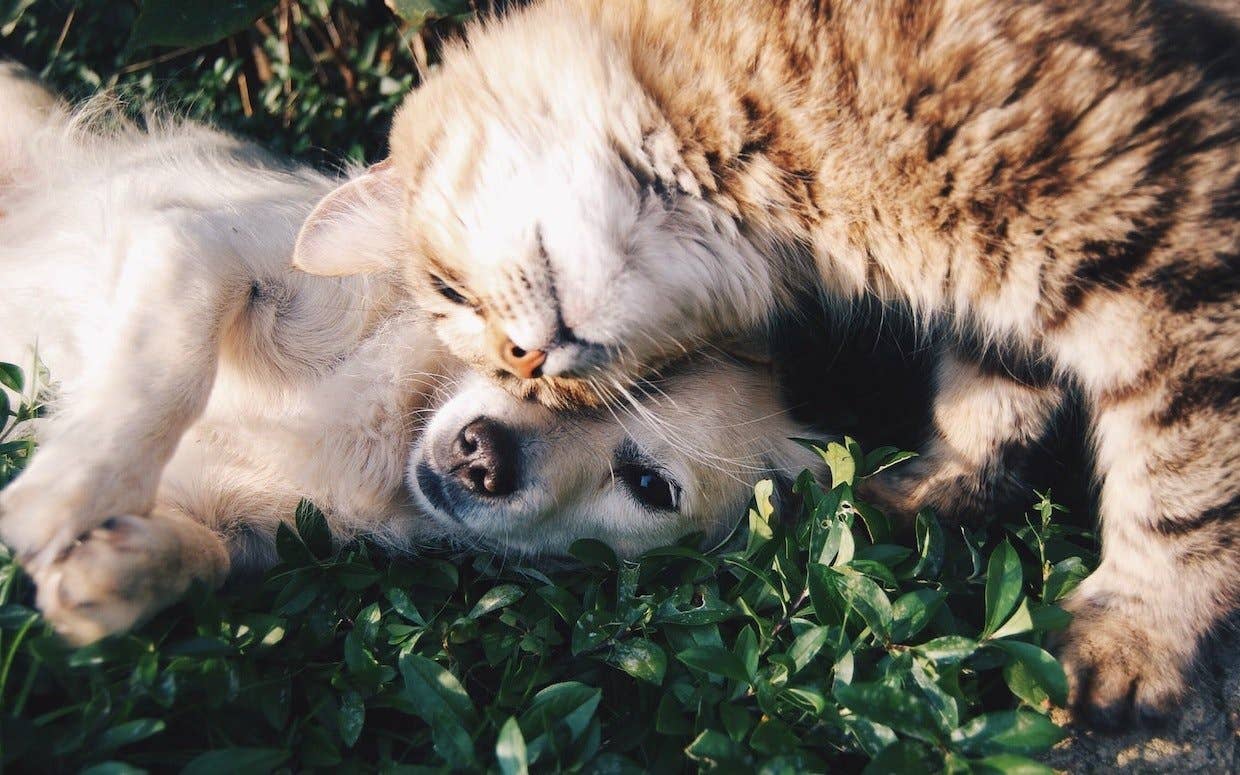 105 Comforting Pet Condolence Messages & Pet Sympathy Quotes - Parade Pets