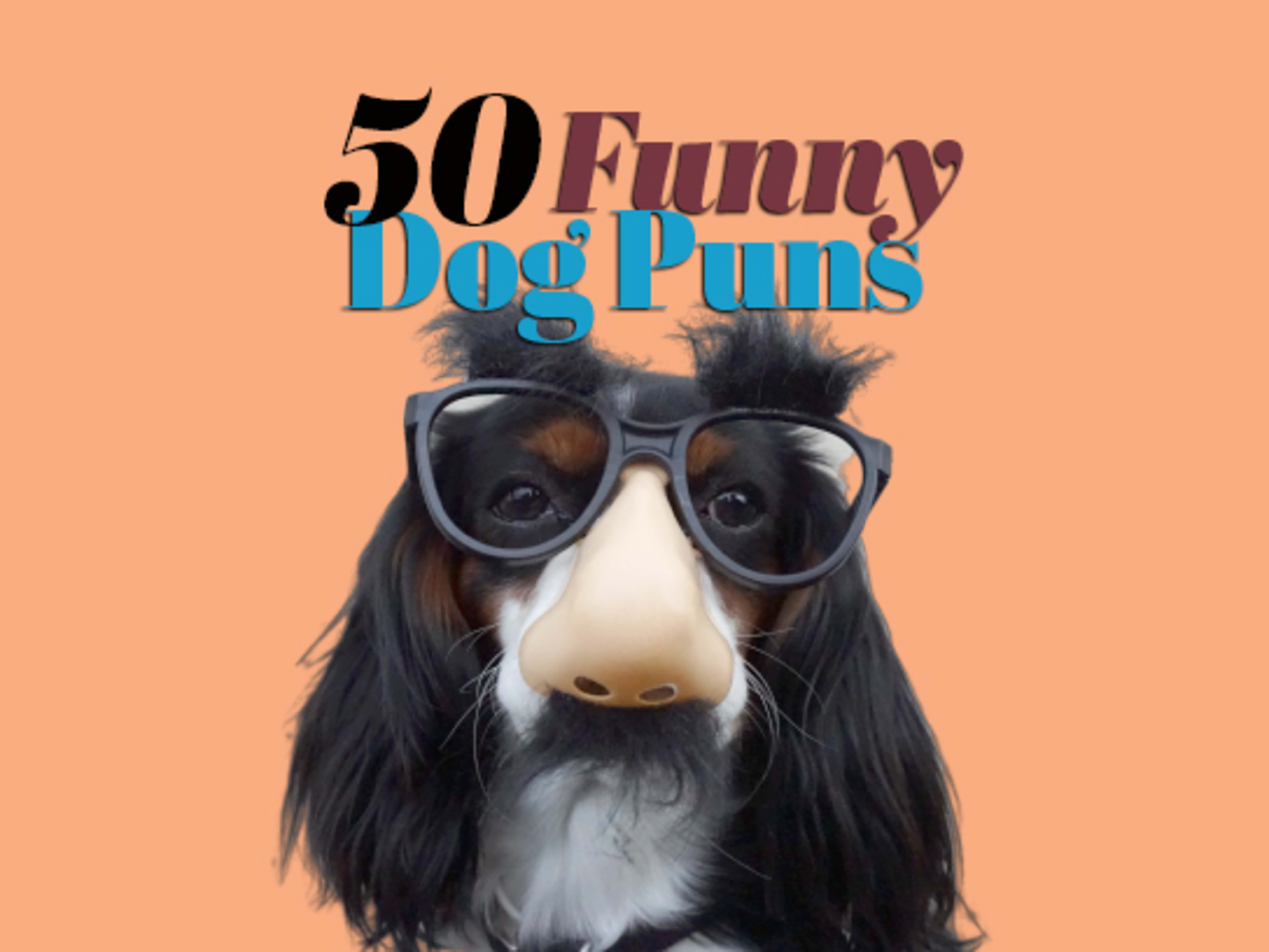 50 Funny Dog Puns That Are Paw-some (2024)